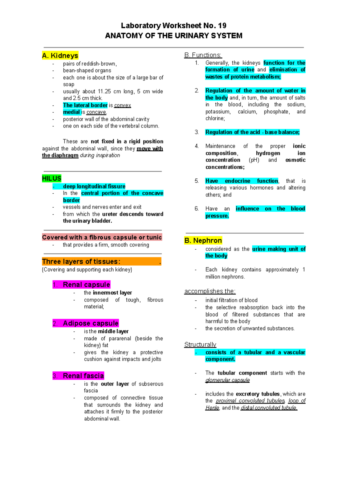 Reviewer quiz - anatomy here - ANATOMY OF THE URINARY SYSTEM A. Kidneys ...