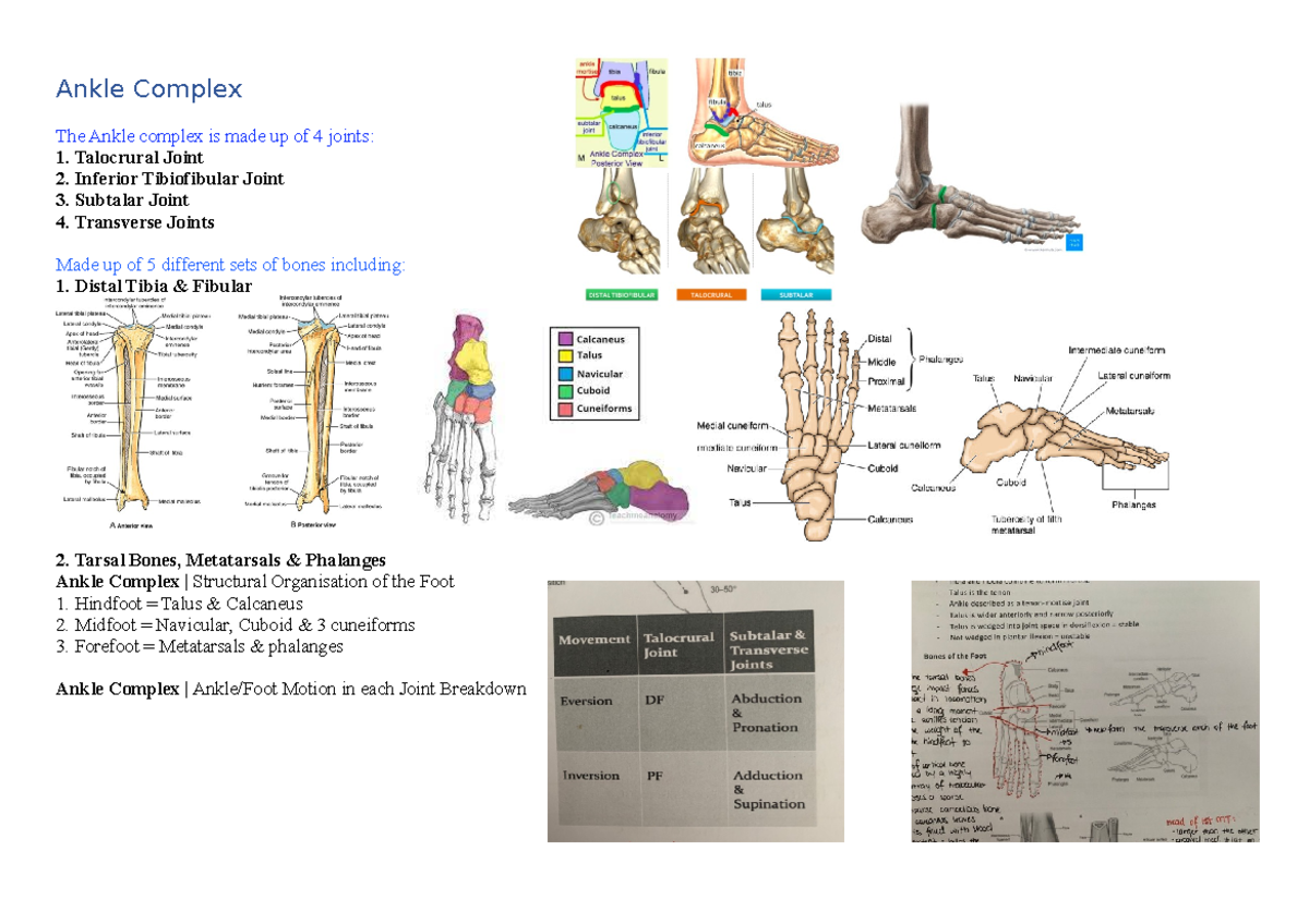 Ankle Complex - Formed between the talus, distal tibia & fibula. Motion ...