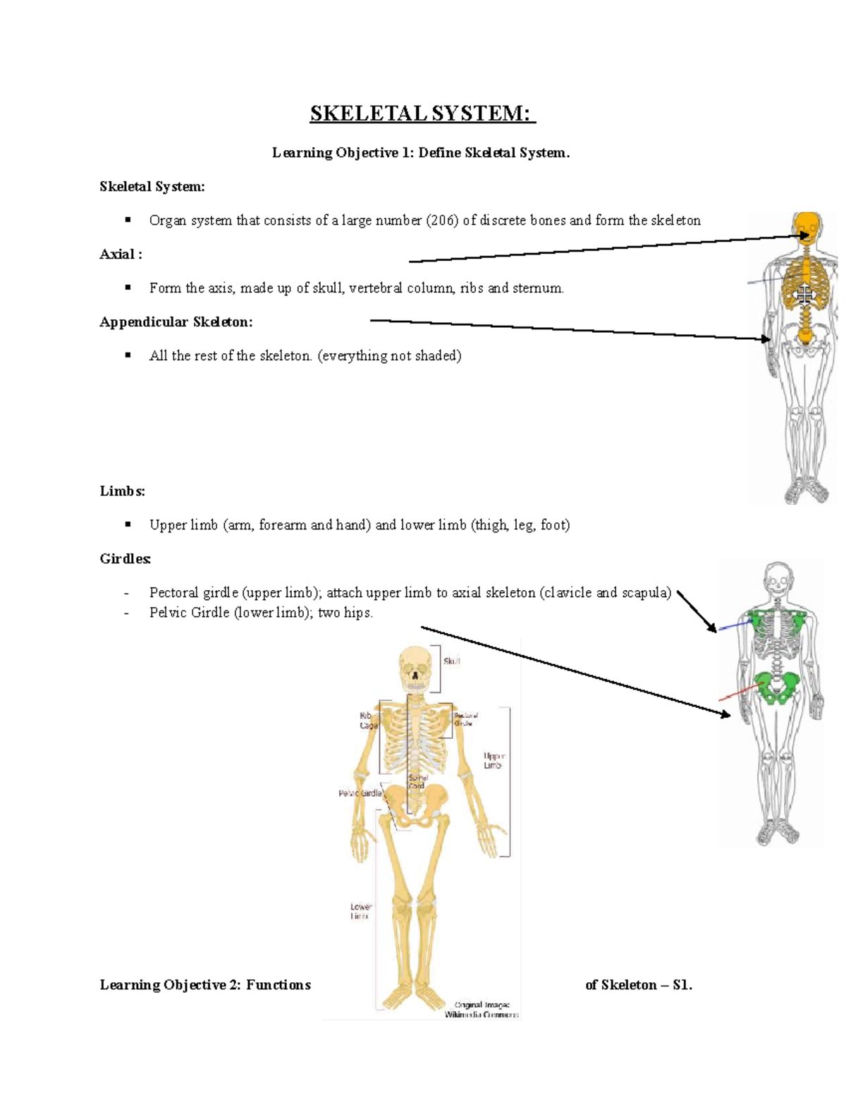 2. Skeletal System - Skeletal System: Organ system that consists of a ...