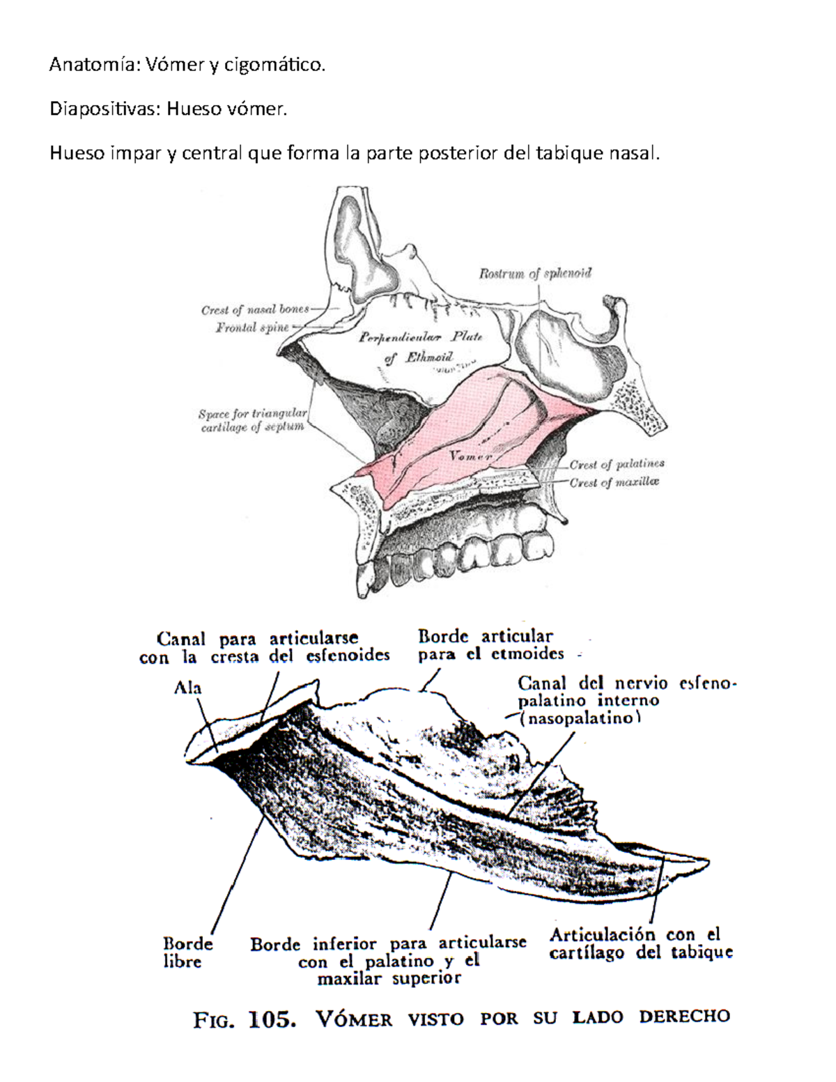 Vómer y Cigomático. Anaomía - Anatomía: Vómer y cigomático ...