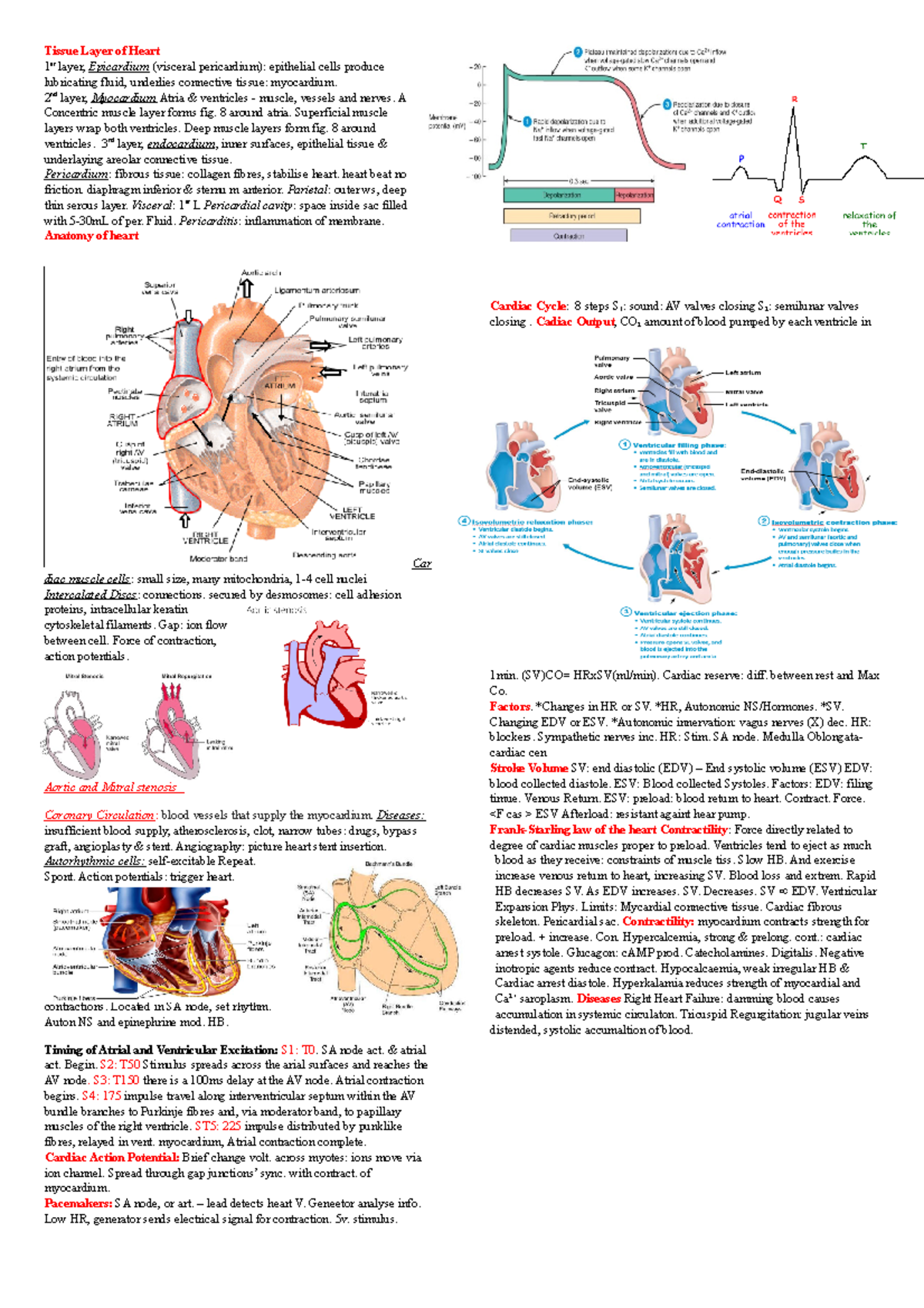 Human Anatomy Cheat Sheet 1 Tissue Layer Of Heart 1 St Layer 