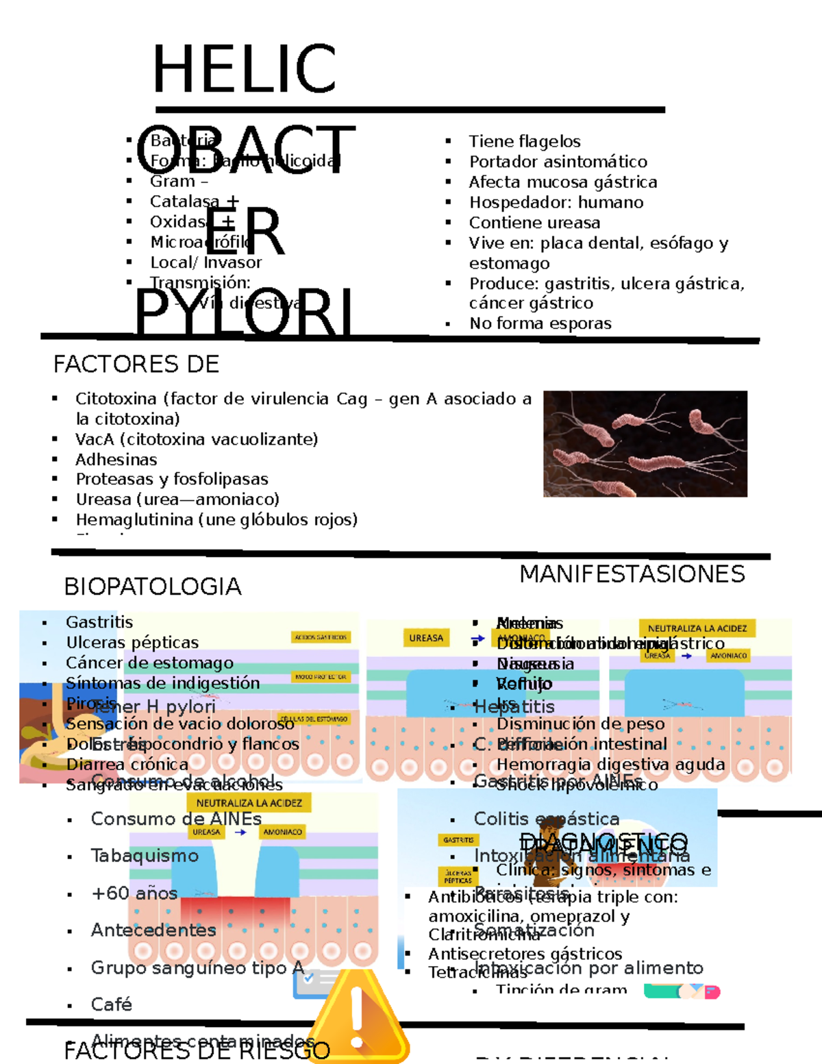 HELICOBACTER PYLORI - Bacteria Forma: bacilo helicoidal Gram – Catalasa ...