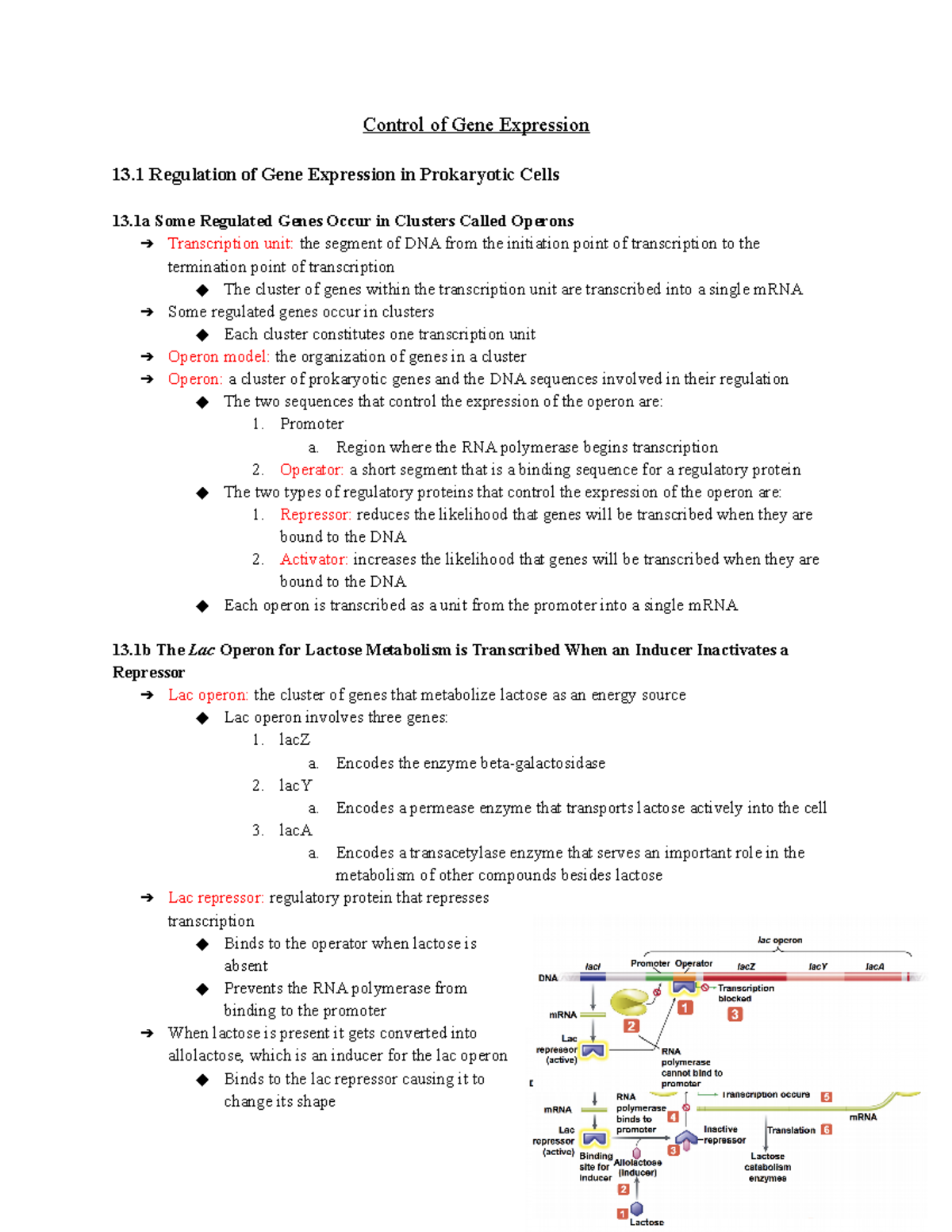 Topic #10 Control of Gene Expression - Control of Gene Expression 13 ...