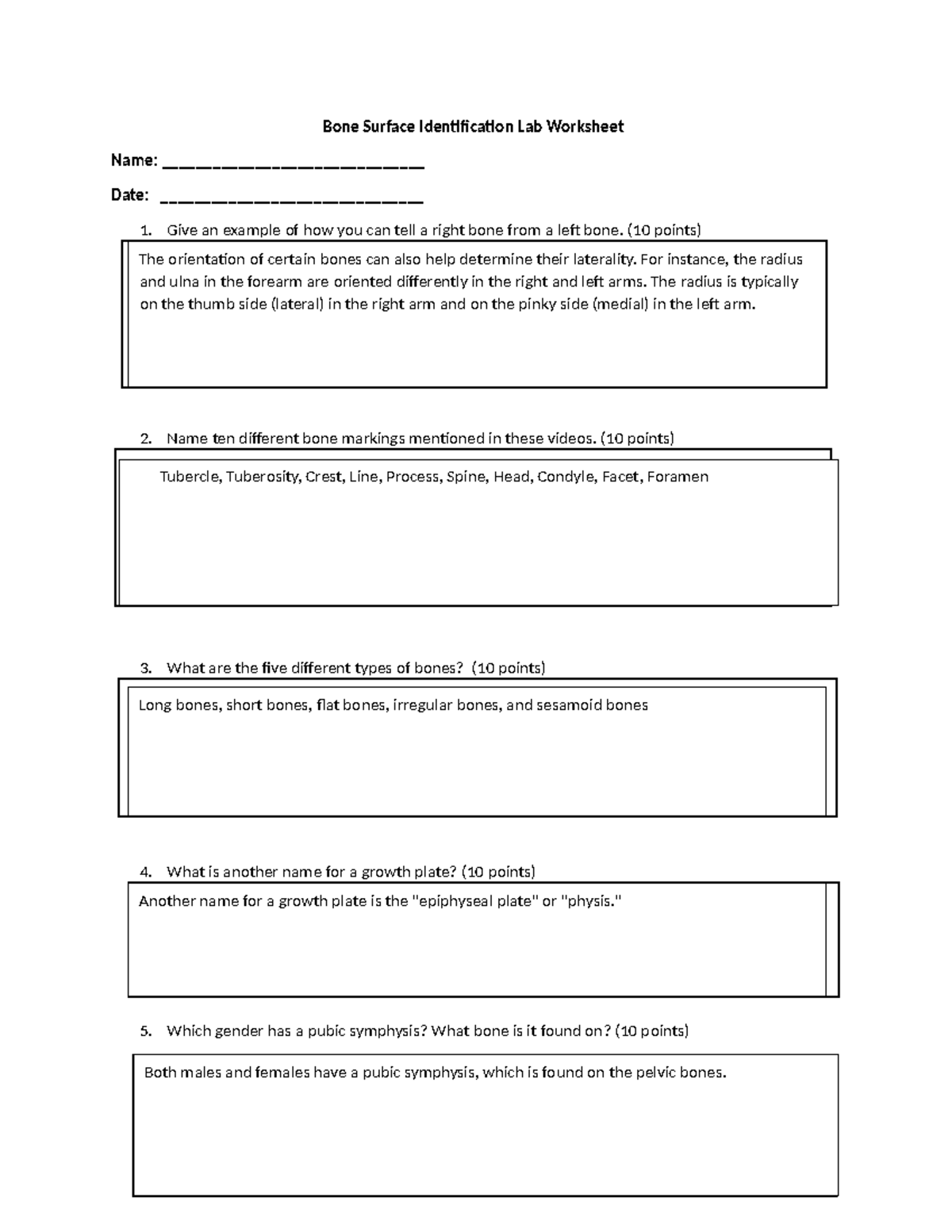 Bone+Surface+Identification+Lab+Worksheet - Bone Surface Identification ...