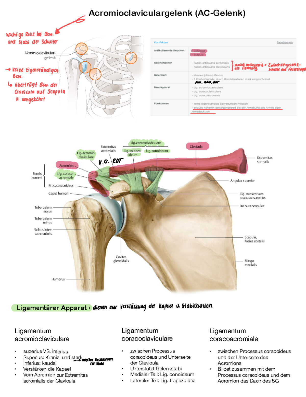 ACG - AC Gelenk - Acromioclaviculargelenk (AC-Gelenk) Ligamentärer Apparat Ligamentum - Studocu