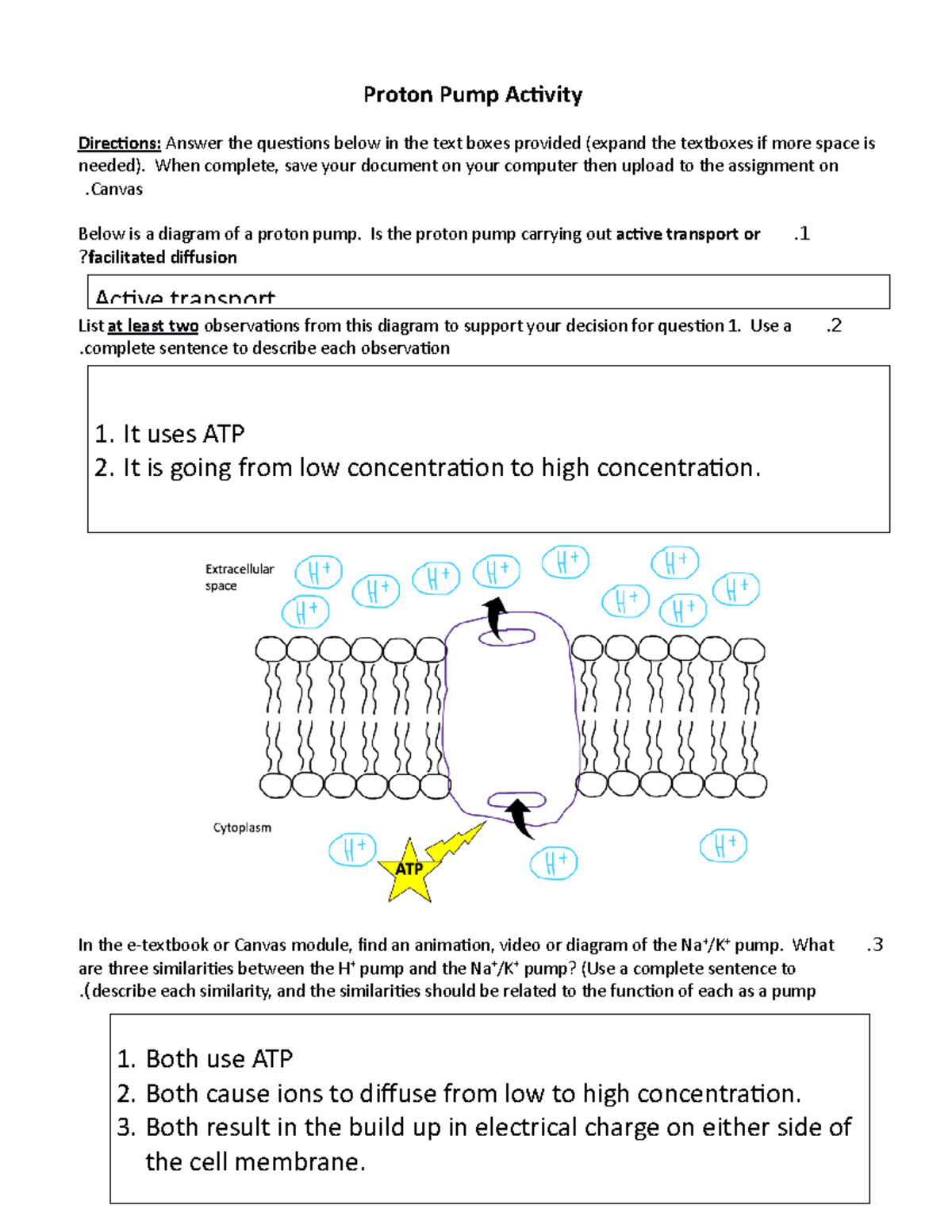 Proton Pump Activity (finished) - Proton Pump Activity Directions ...