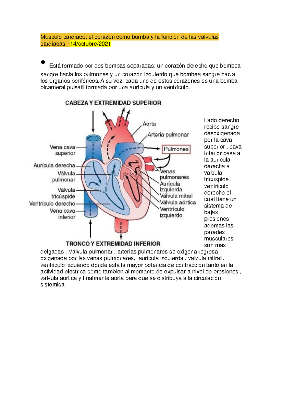 Resumen Fisiologia cardiaca - Músculo cardíaco: el corazón como bomba y ...