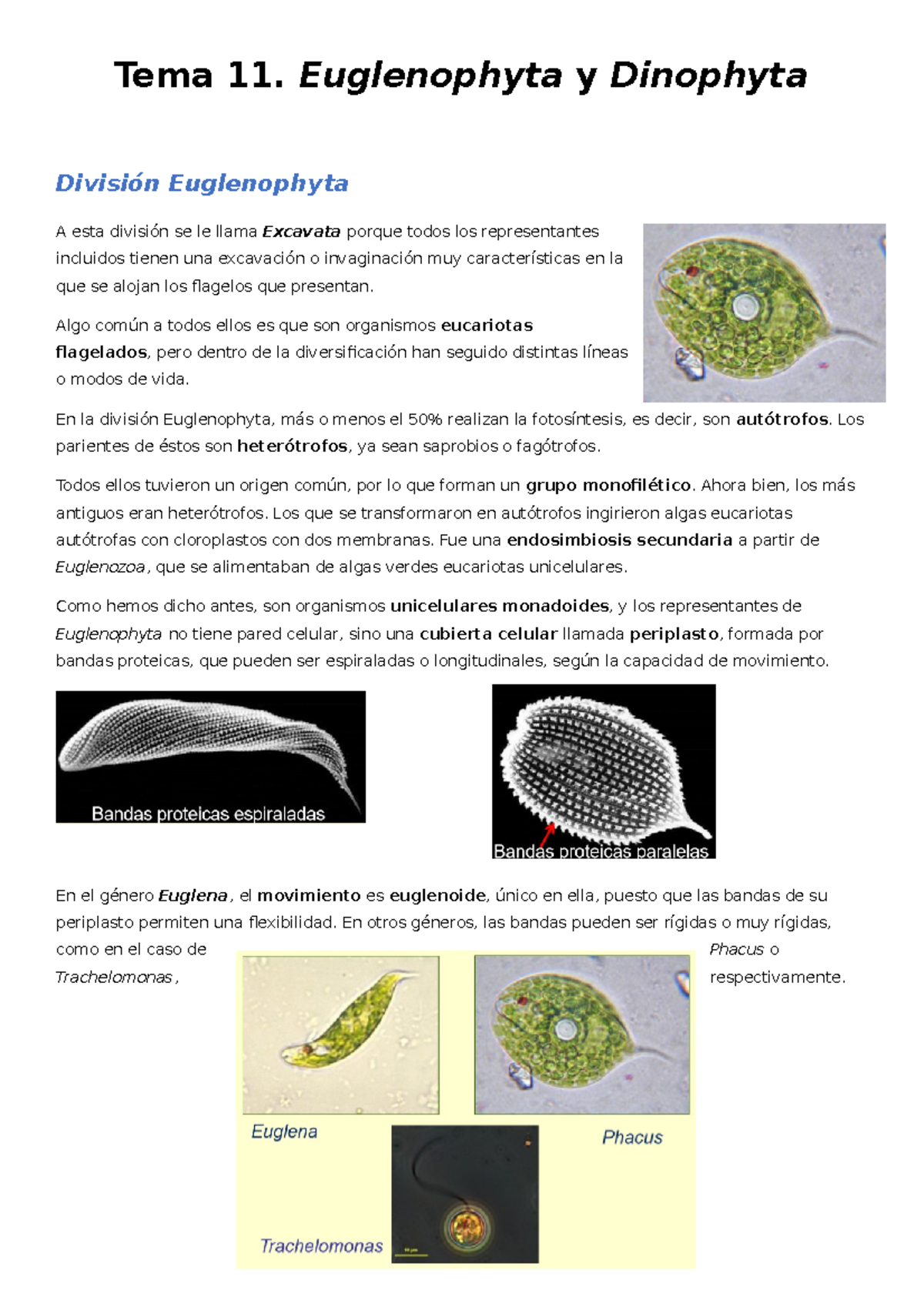 Euglenophyta y Dinophyta - Tema 11. Euglenophyta y Dinophyta División ...