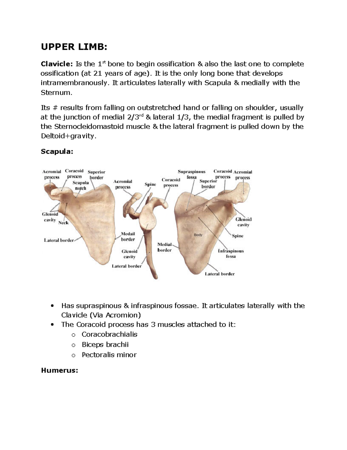 Upper & Lower Limb - UPPER LIMB: Clavicle: Is the 1st bone to begin ...