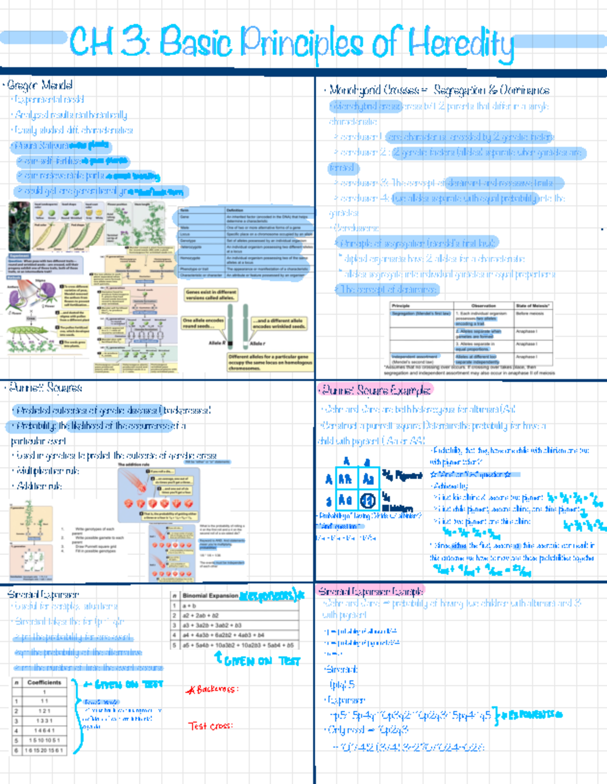 CH 3- Basics Principles Of Heredity - CH 3: Basic Principles of ...