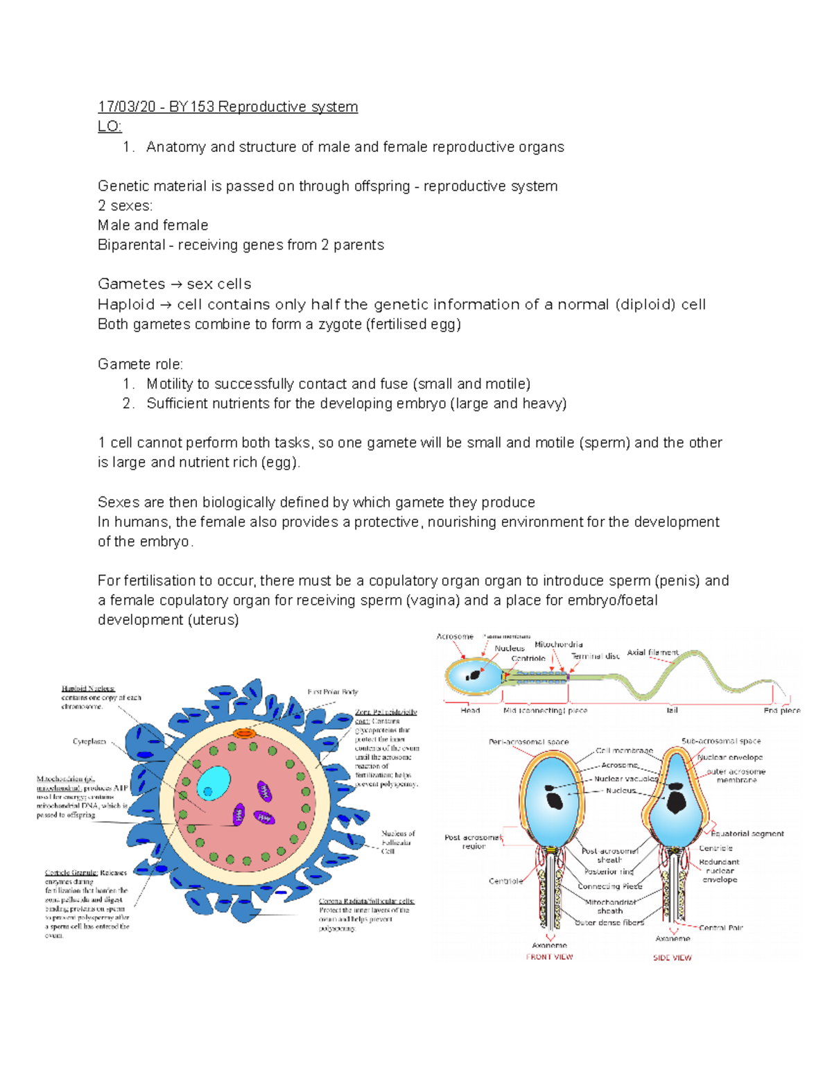 17 03 20 - BY153 Reproductive system - 17/03/20 - BY153 Reproductive ...