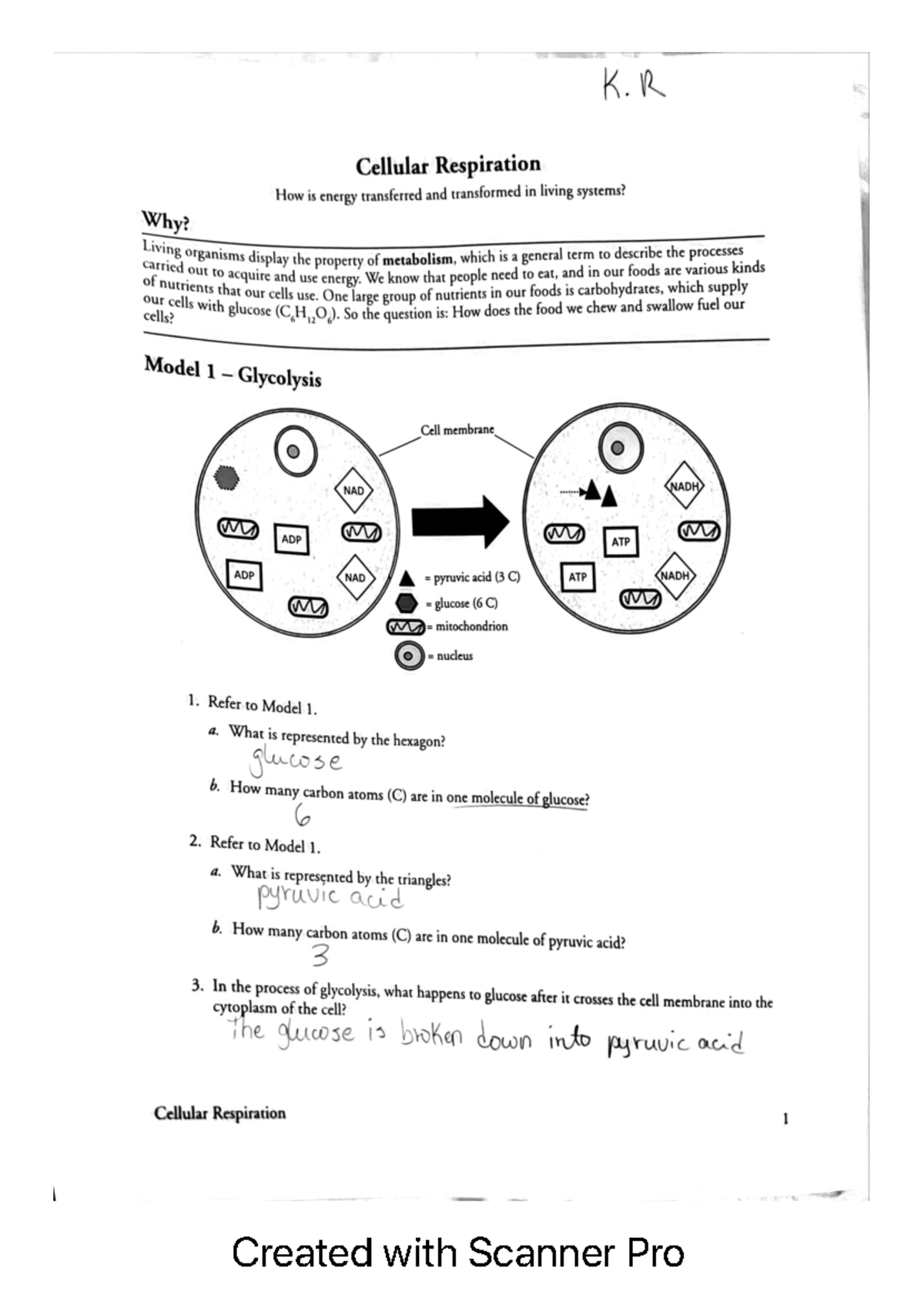 Metabolism worksheet - K Cellular Respiration How is energy transferred ...