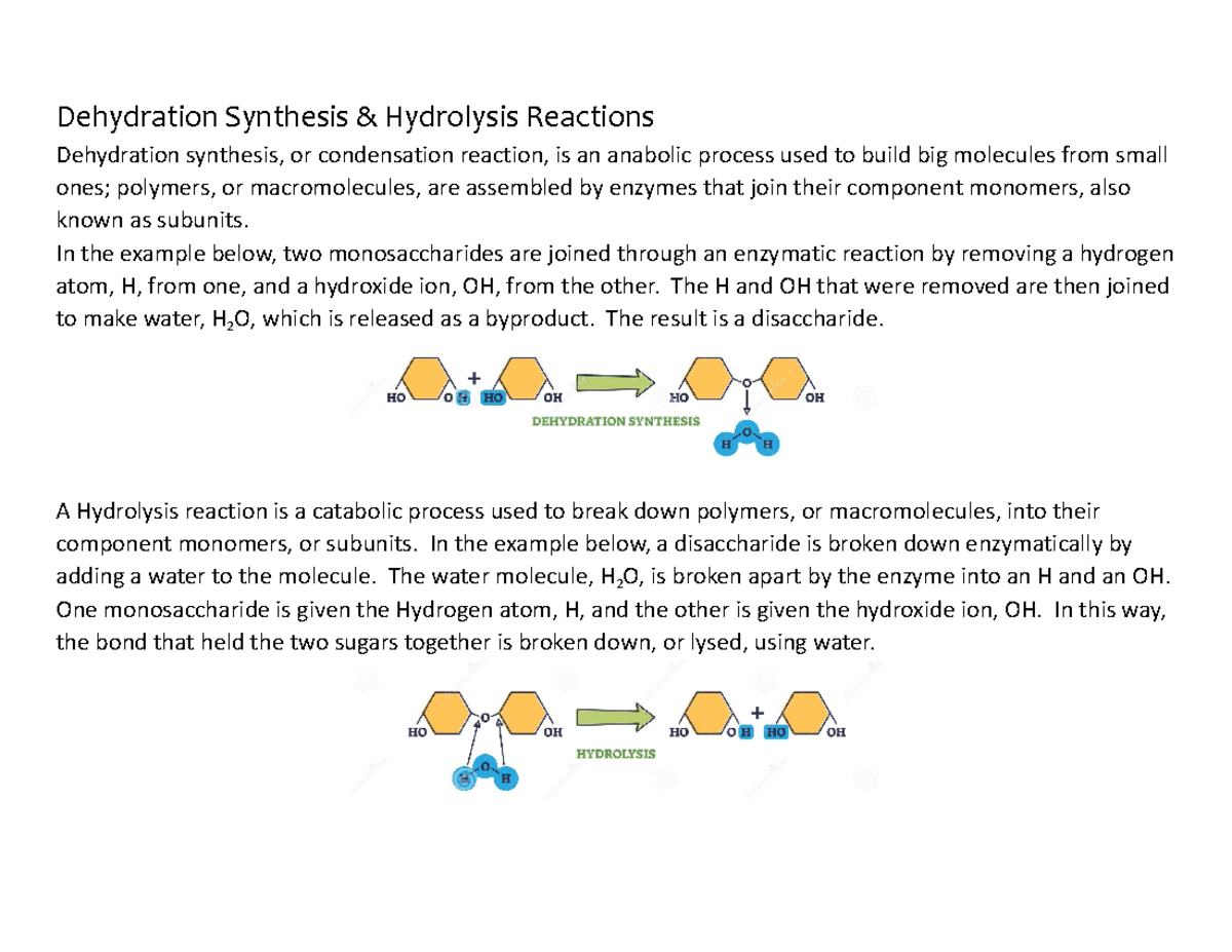 Biomolecules activity - Dehydration Synthesis & Hydrolysis Reactions ...