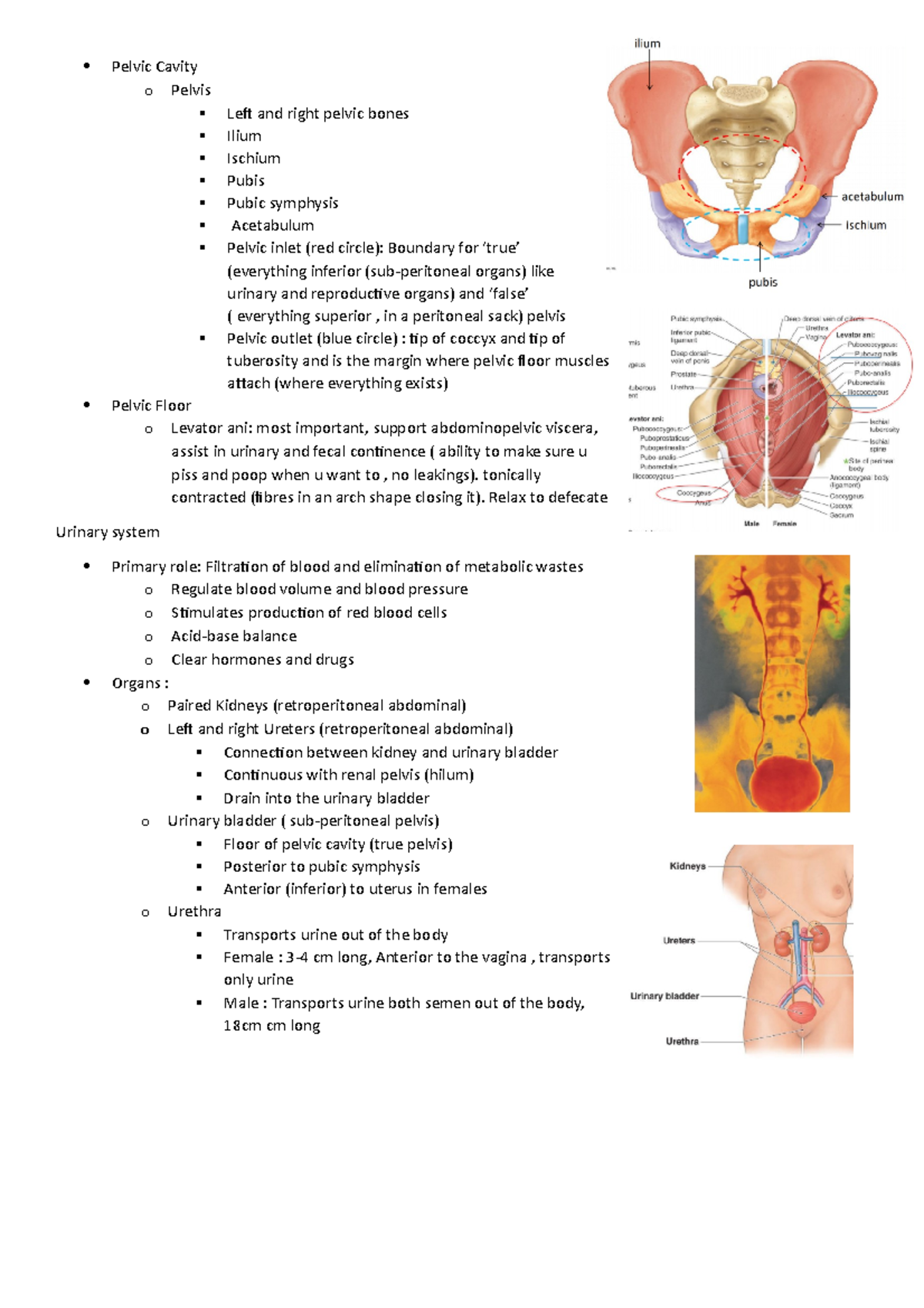 Pelvic Cavity (reproduction and urinary) - Pelvic Cavity o Pelvis Let ...