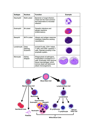 Table describing the features of Leukocytes - Size Nucleus Cytoplasm ...