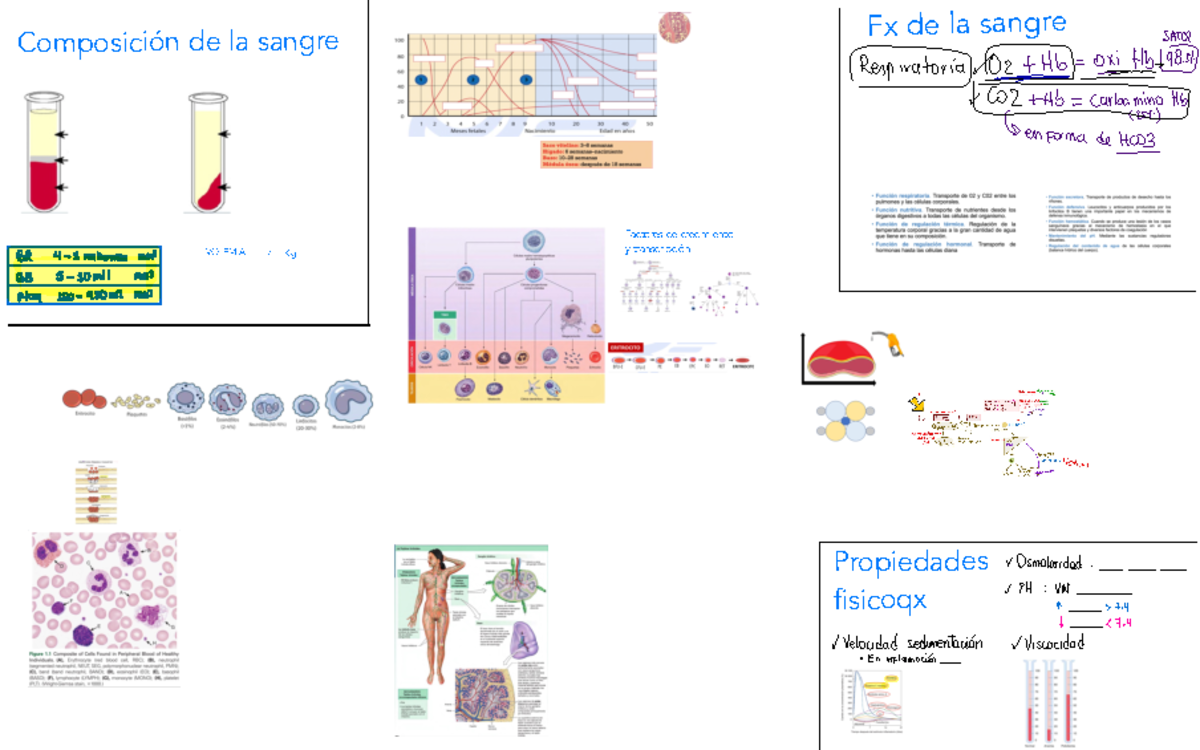 Sangre - Composición de la sangre VOLEMIA: /ml Kg Factores de ...