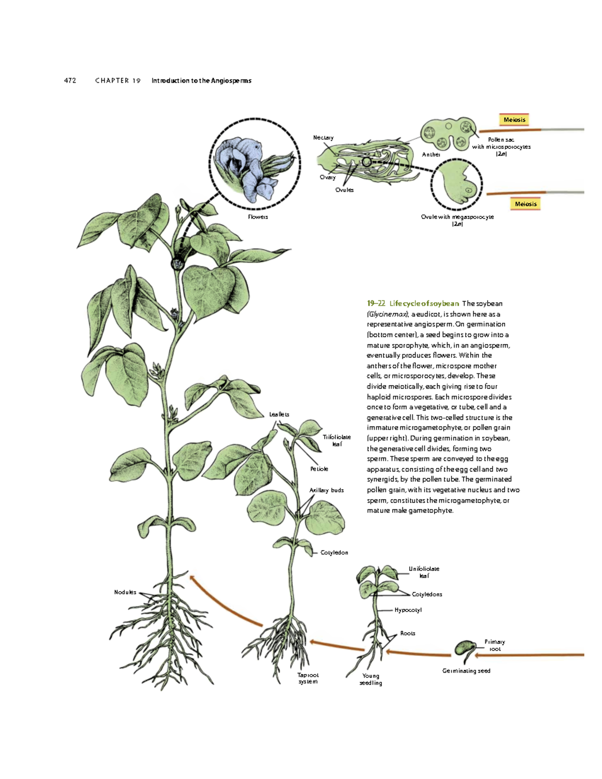 Ciclo de vida de angiospermas (Raven) Material académico - 472 C HAPT ...