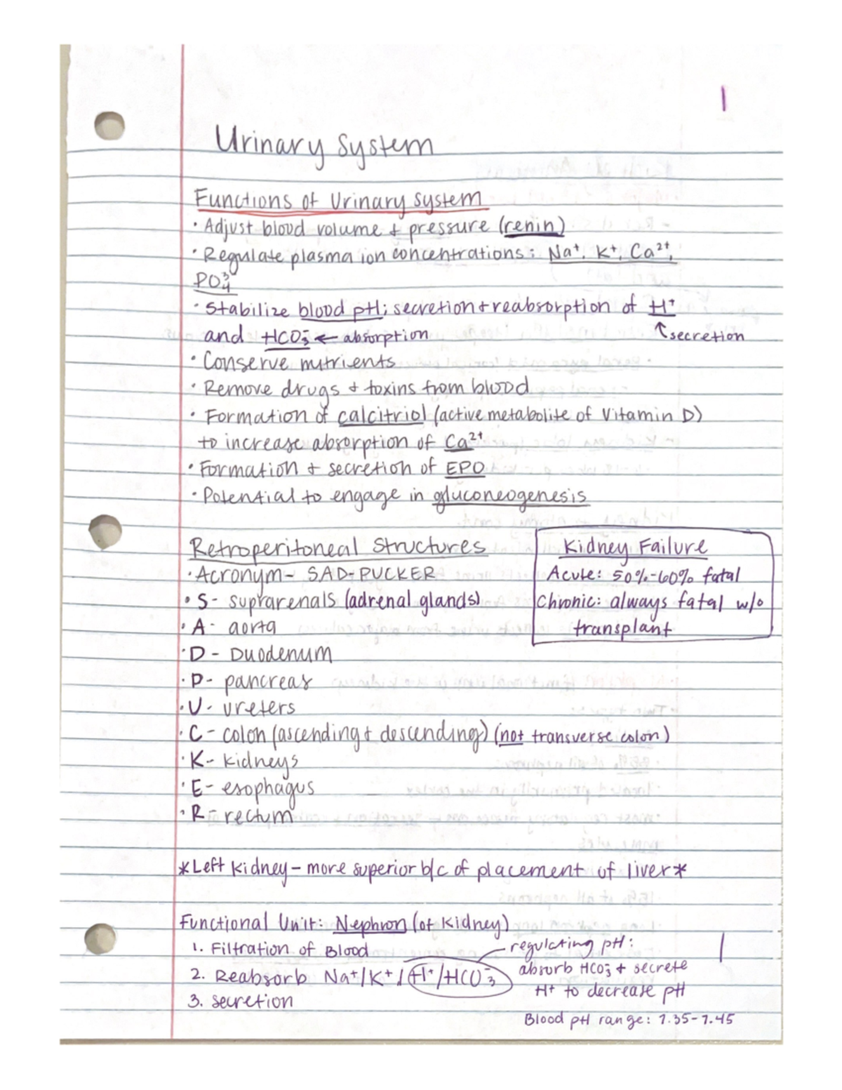 Urinary System Notes - Teacher: Stanley Zelman. - BIO 142 - Studocu