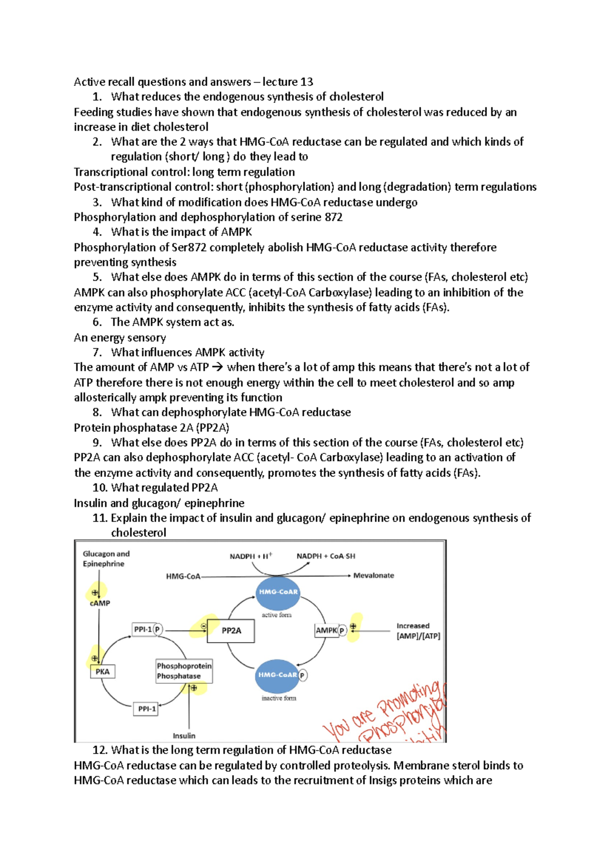 Active recall questions and answers – lecture 13 - Active recall ...