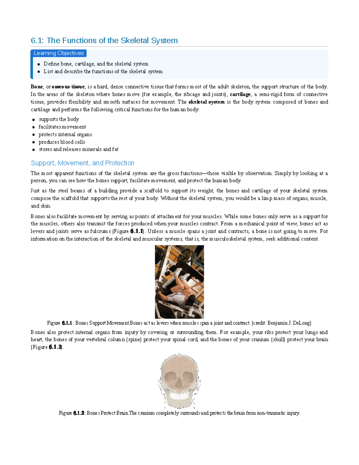 Skeletal System Support Function