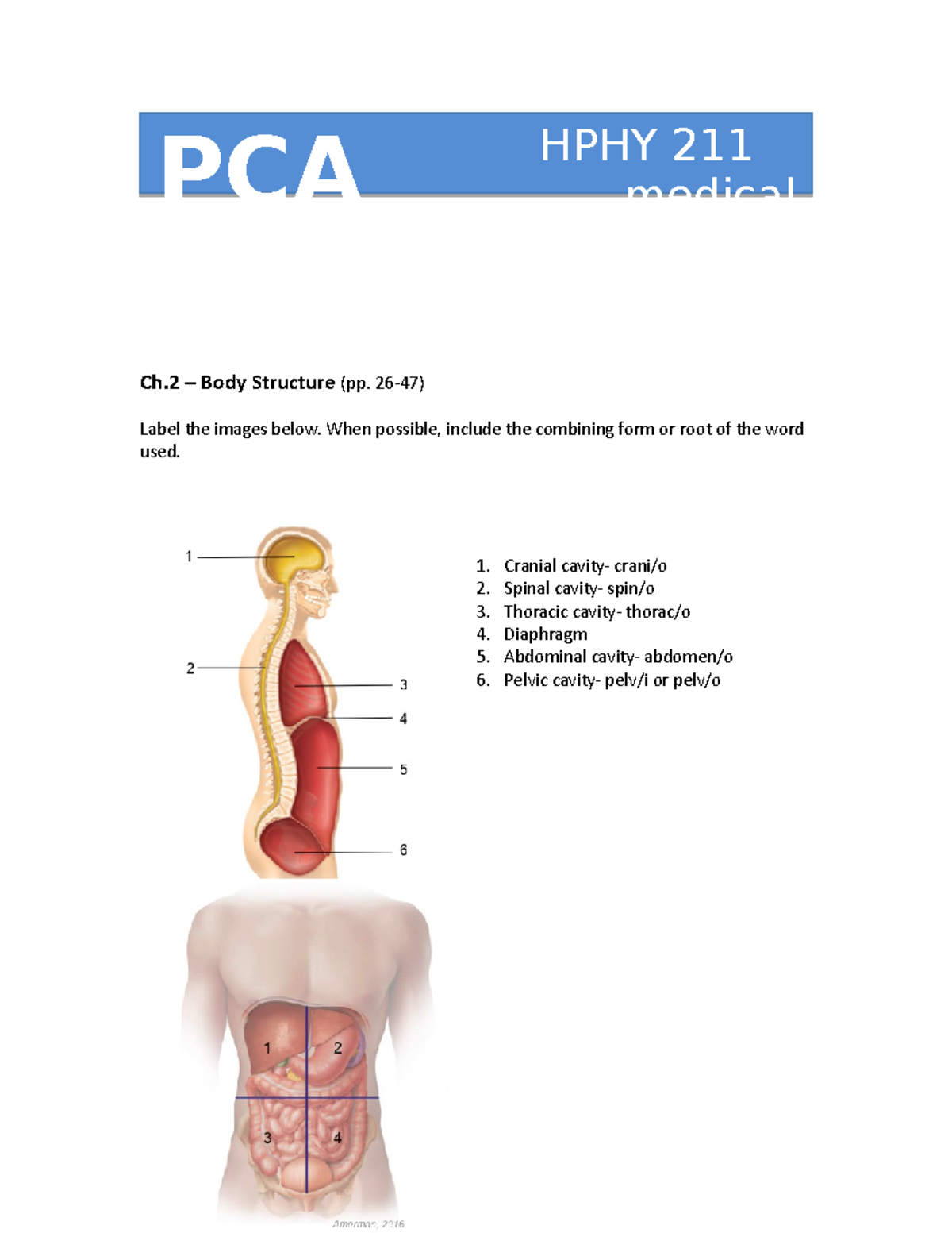 PCA 2 (Body Structure) - pre-class assignment 2 - Ch – Body Structure ...