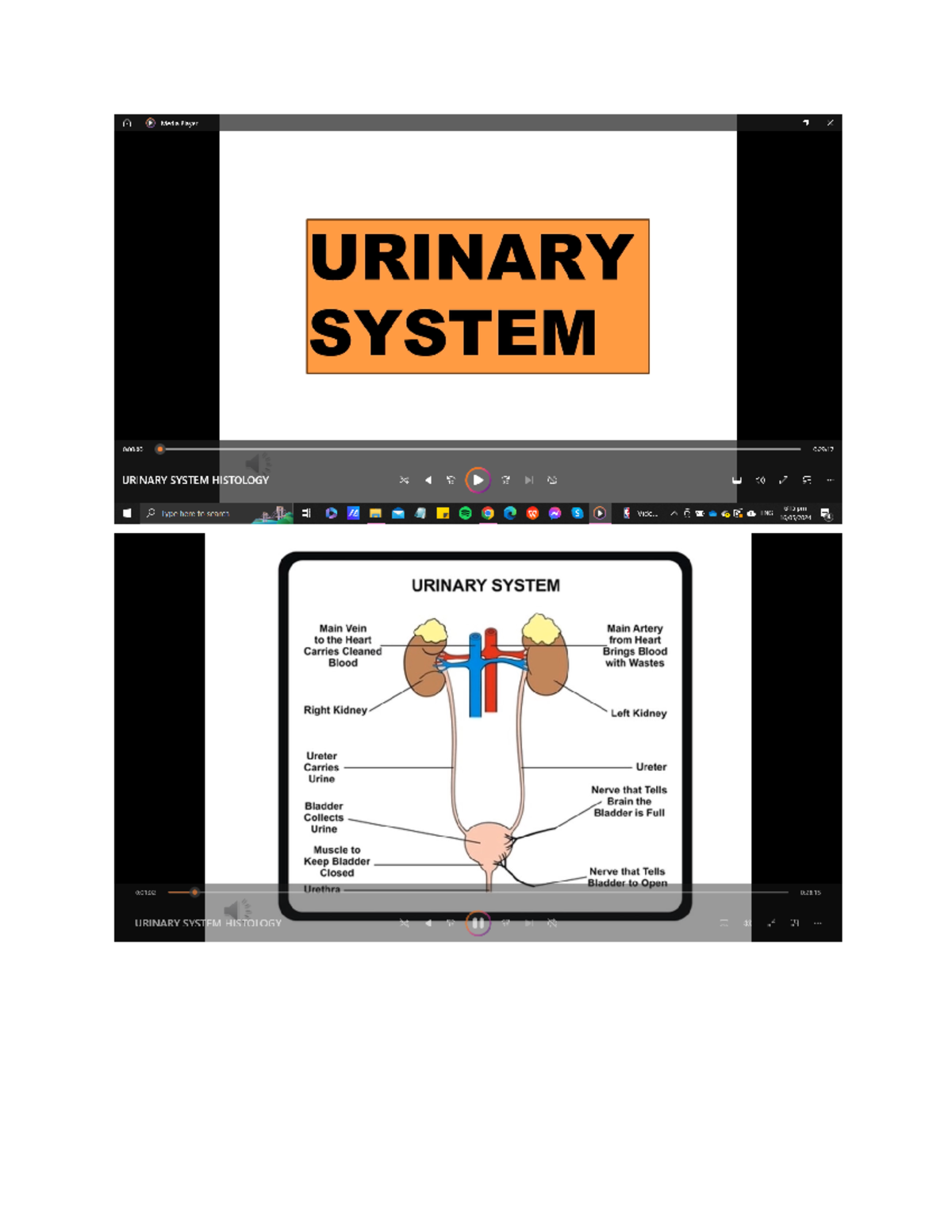 Urinary System LAB - Histology - Studocu