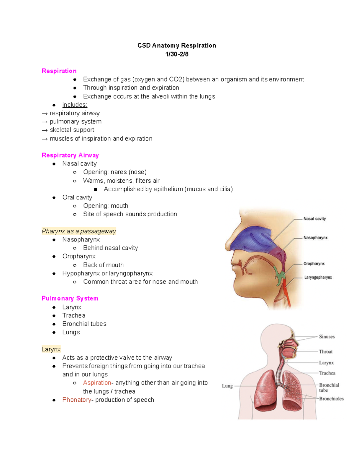 CSD 208 UNIT 2 - CSD 208 (anatomy) Intro - CSD Anatomy Respiration 1/30 ...