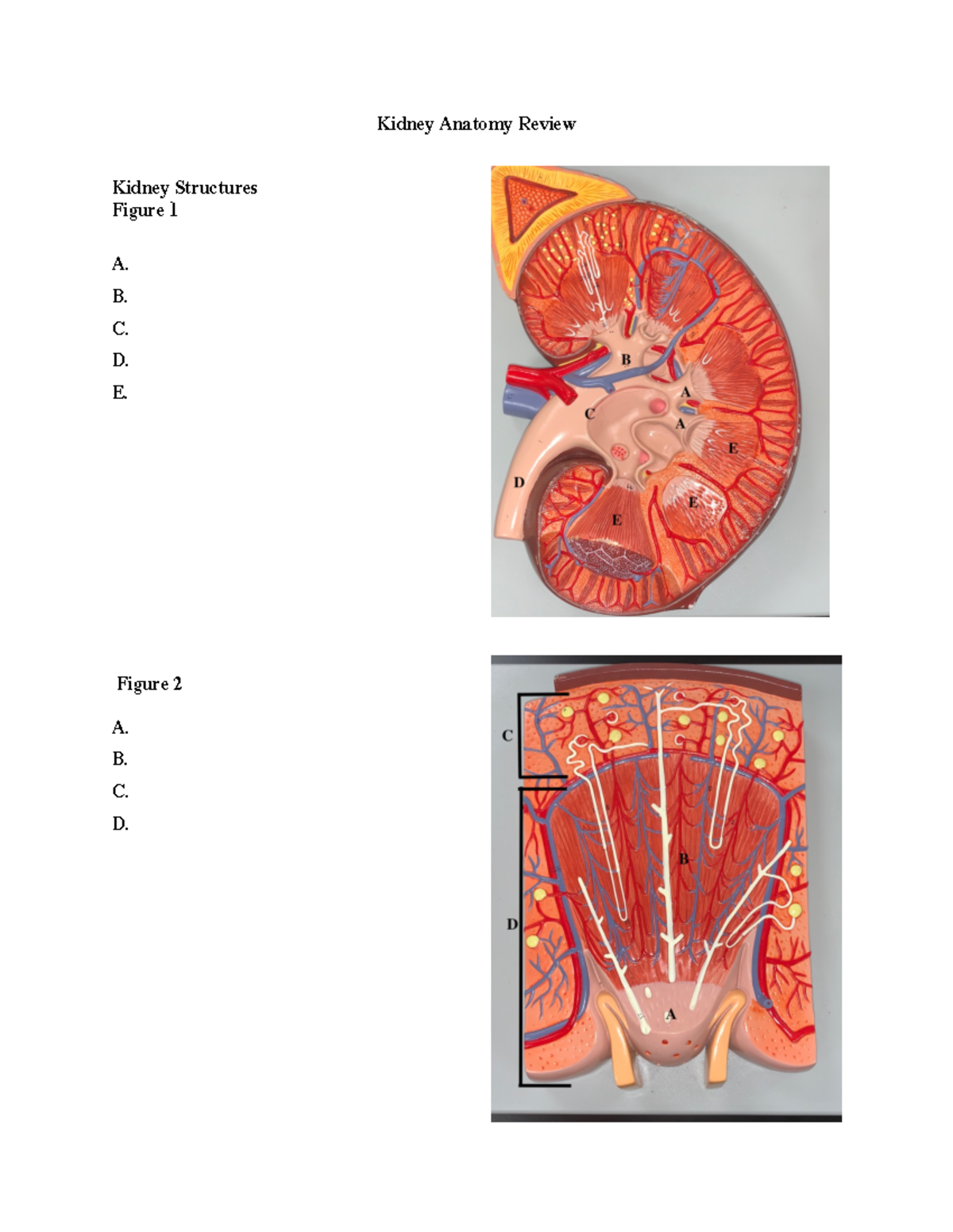 Kidney Anatomy Review - Kidney Anatomy Review Kidney Structures Figure ...