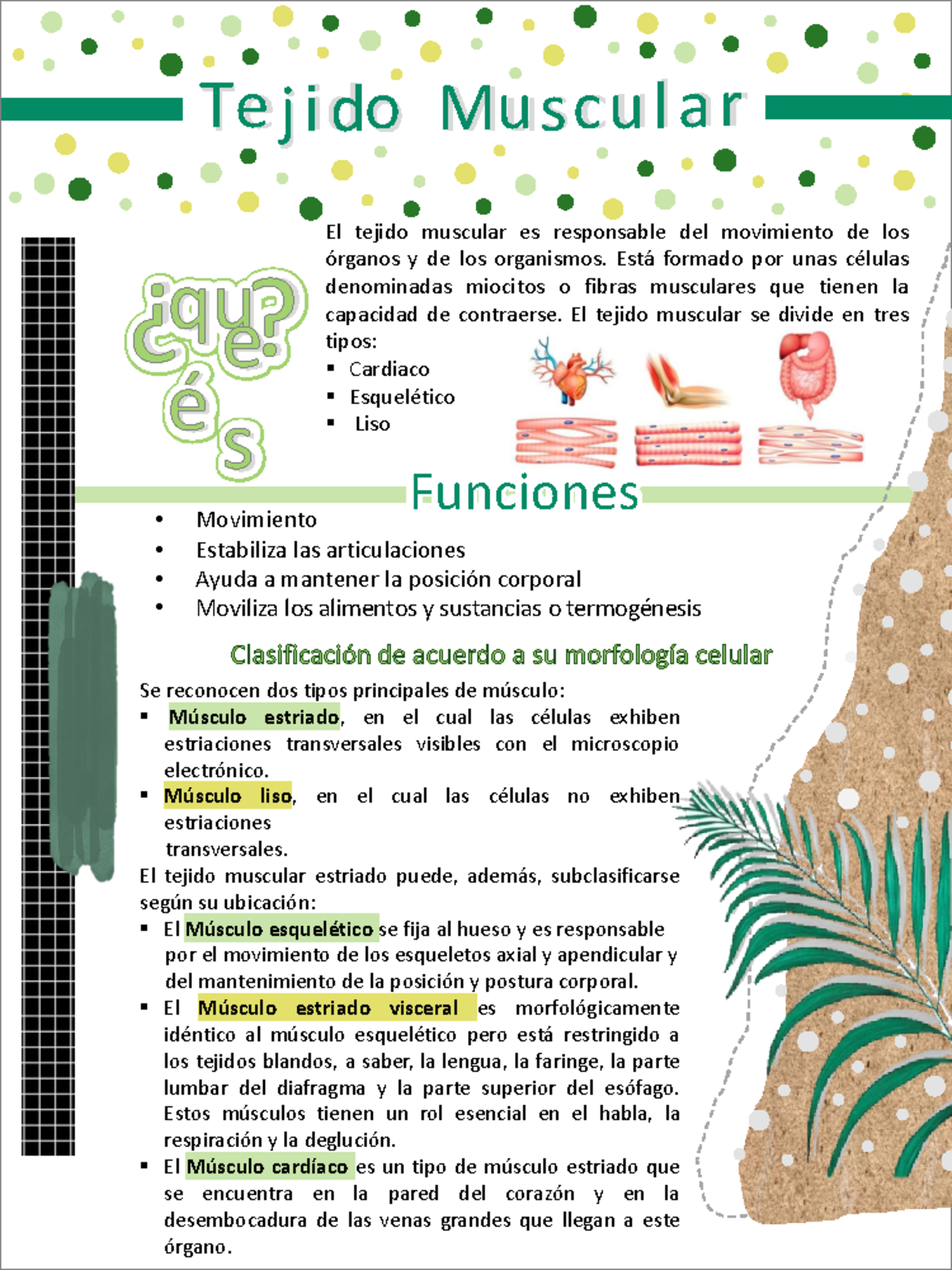 Tejido muscular - Está formado por unas células denominadas miocitos o ...