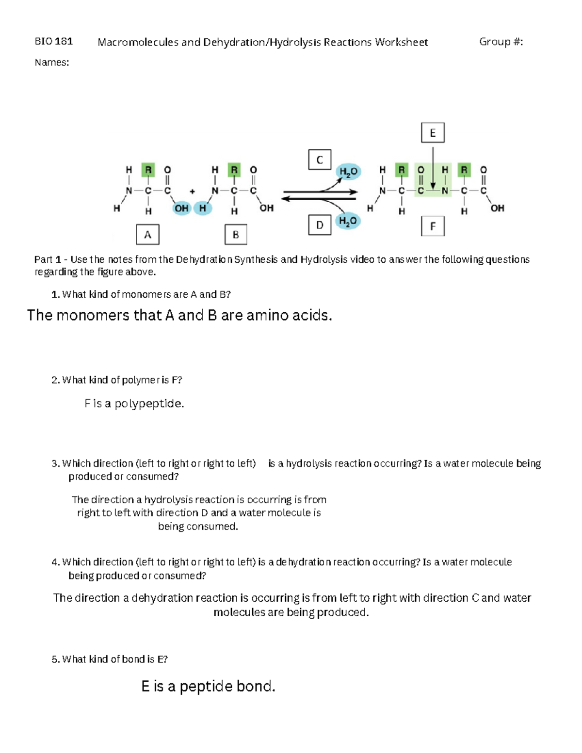 Macromolecules and Dehydration-Hydrolysis Reactions Worksheet Fall 2019 ...