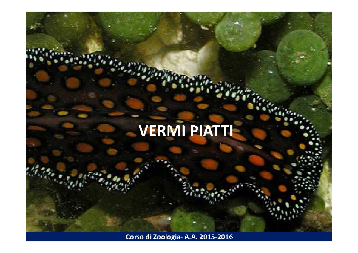 7 Platelminti e Nemertini - 2 VERMI PIATTI Corso di Zoologia- A. 2015 ...