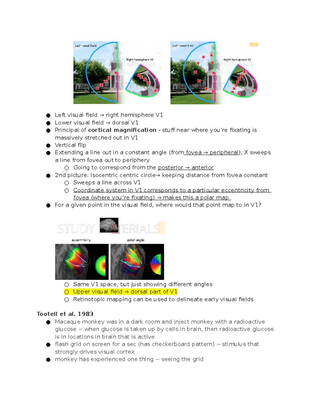 Topographic Maps in the Brain - Left visual field → right hemisphere V ...