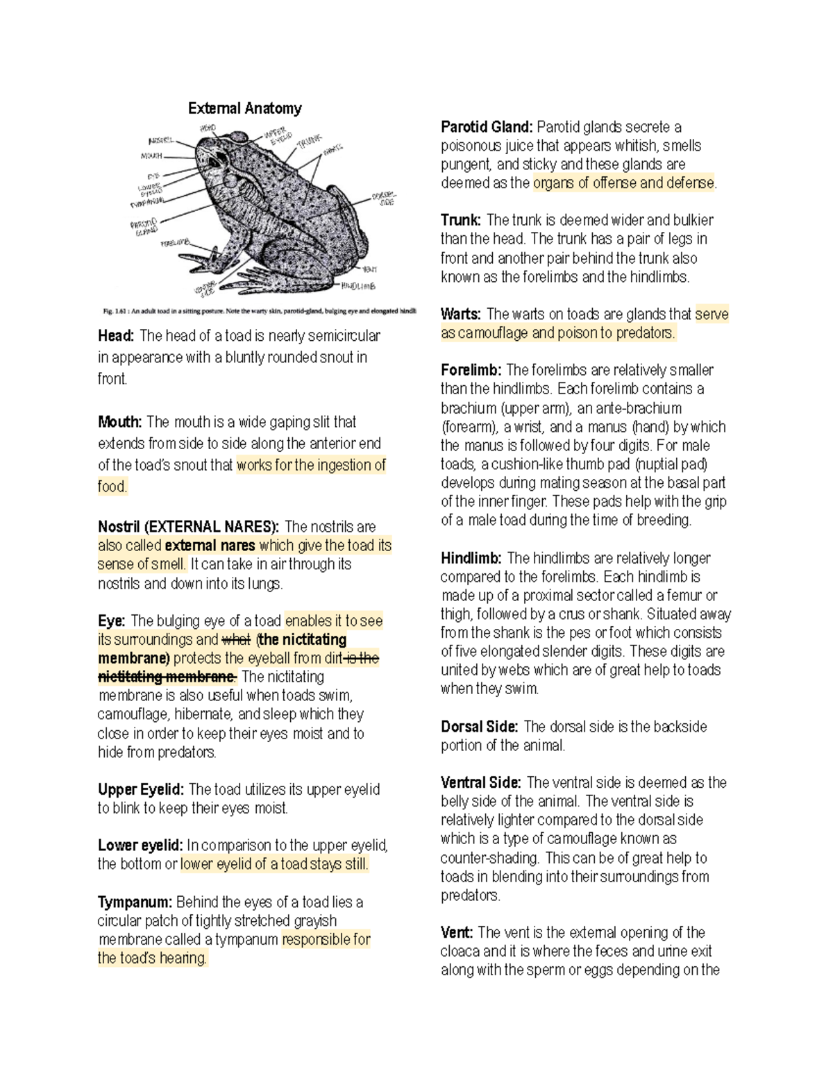 S-103 LAB ORAL EXAM - External Anatomy Head: The head of a toad is ...