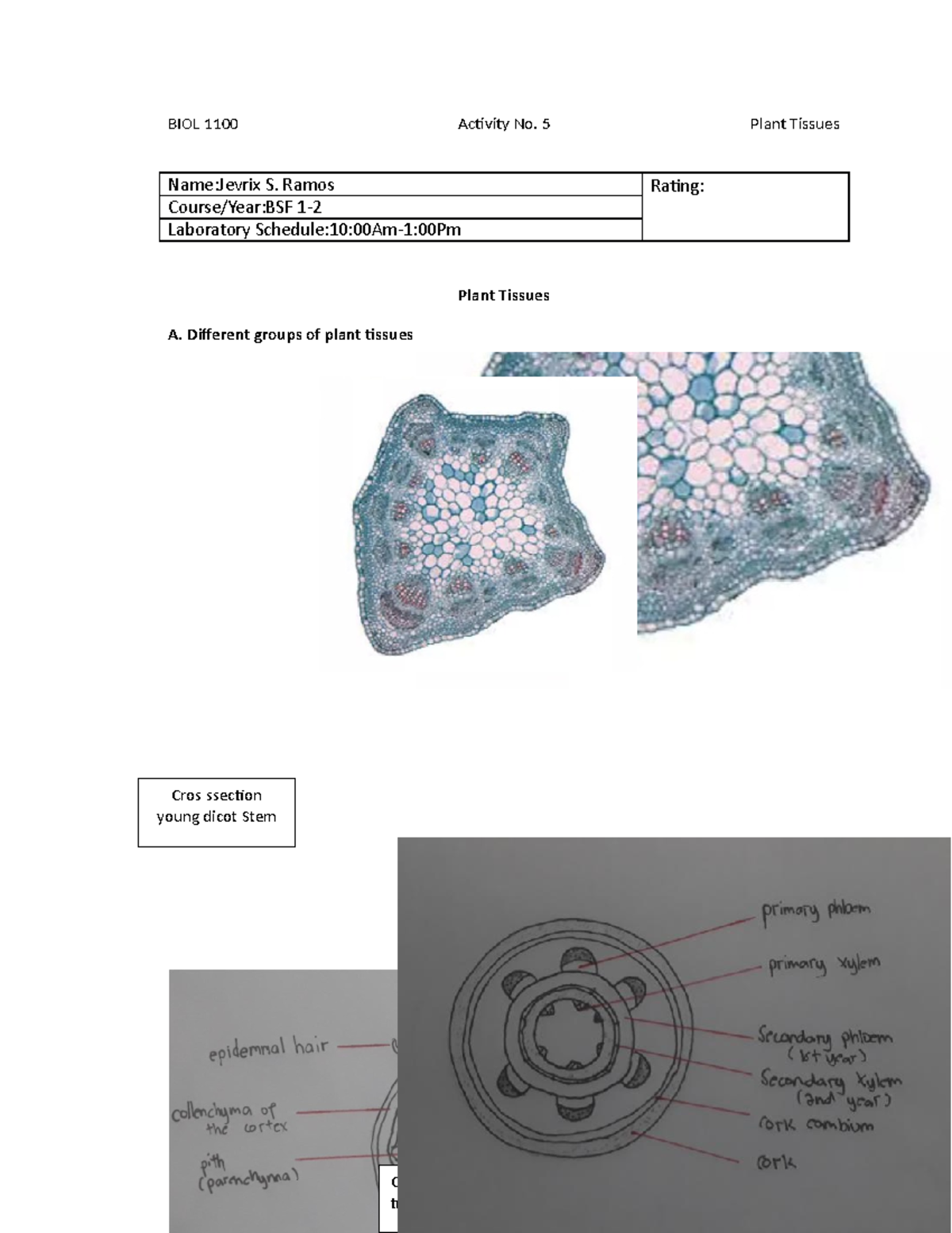 Activity 5-Plant Tissues - BIOL 1100 Activity No. 5 Plant Tissues Name ...