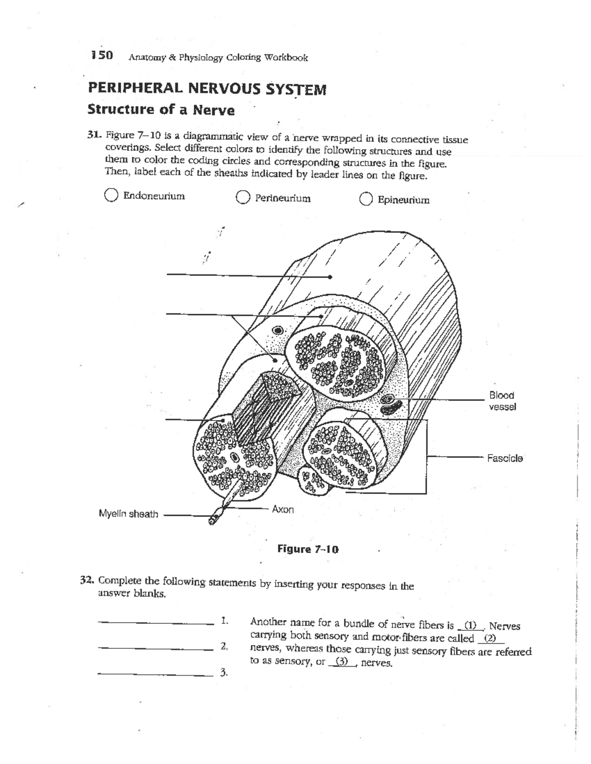 Peripheral NS - worksheet - BIOL 071 - Studocu