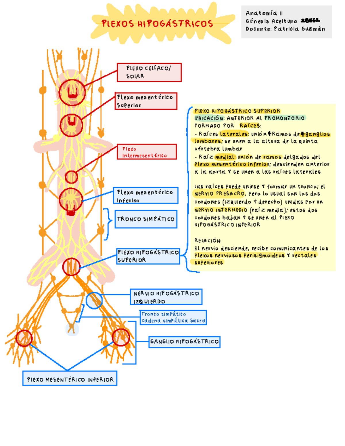 Plexos hipogástricos - PLEXO CELÍACO/ SOLAR Plexo mesentérico Superior ...
