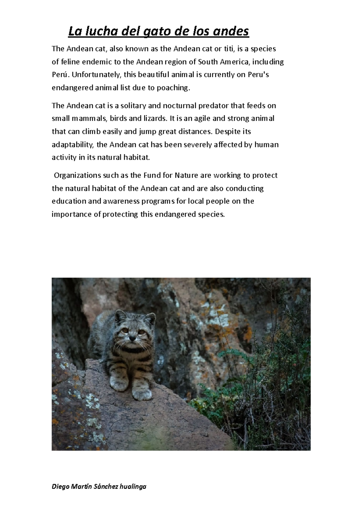 The Andean cat presentacion - La lucha del gato de los andes The Andean ...