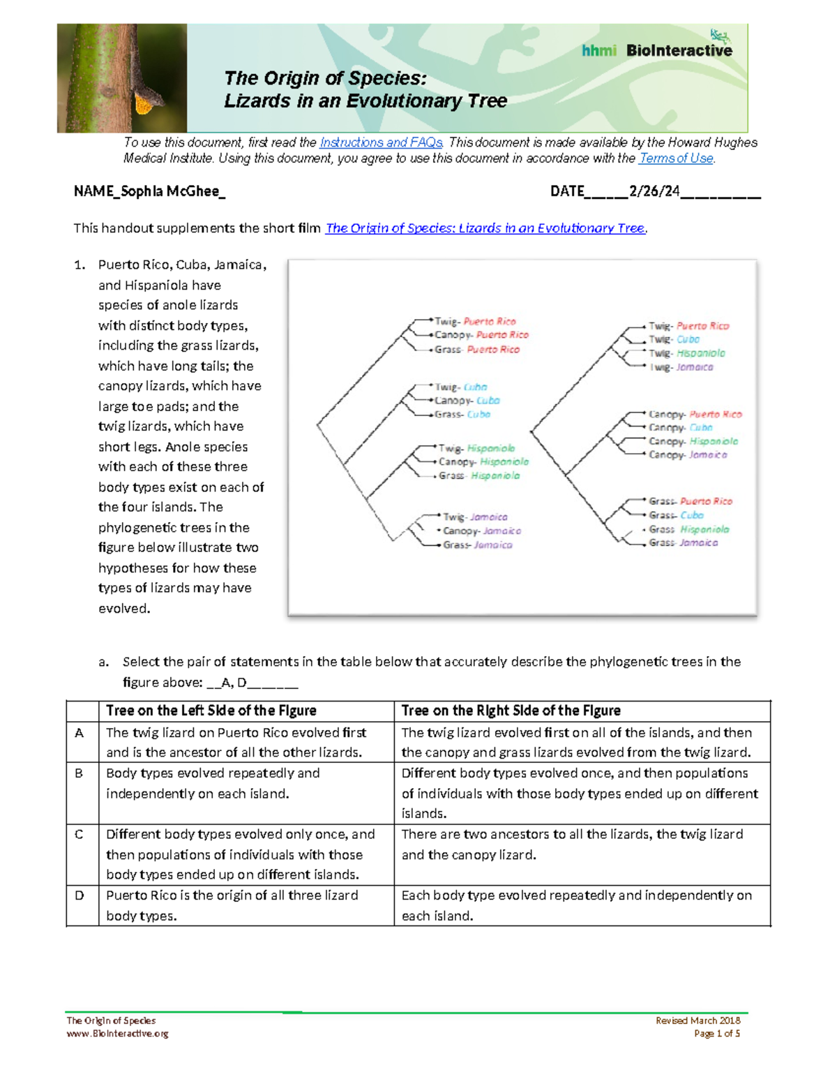 Lizards in an Evolutionary Tree Stud Handout-1 - The Origin of Species ...
