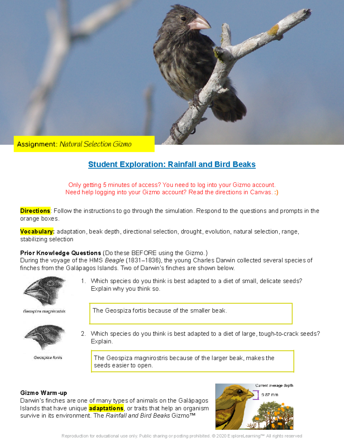 Copy of 19 - Natural Selection Gizmo - Student Exploration: Rainfall ...