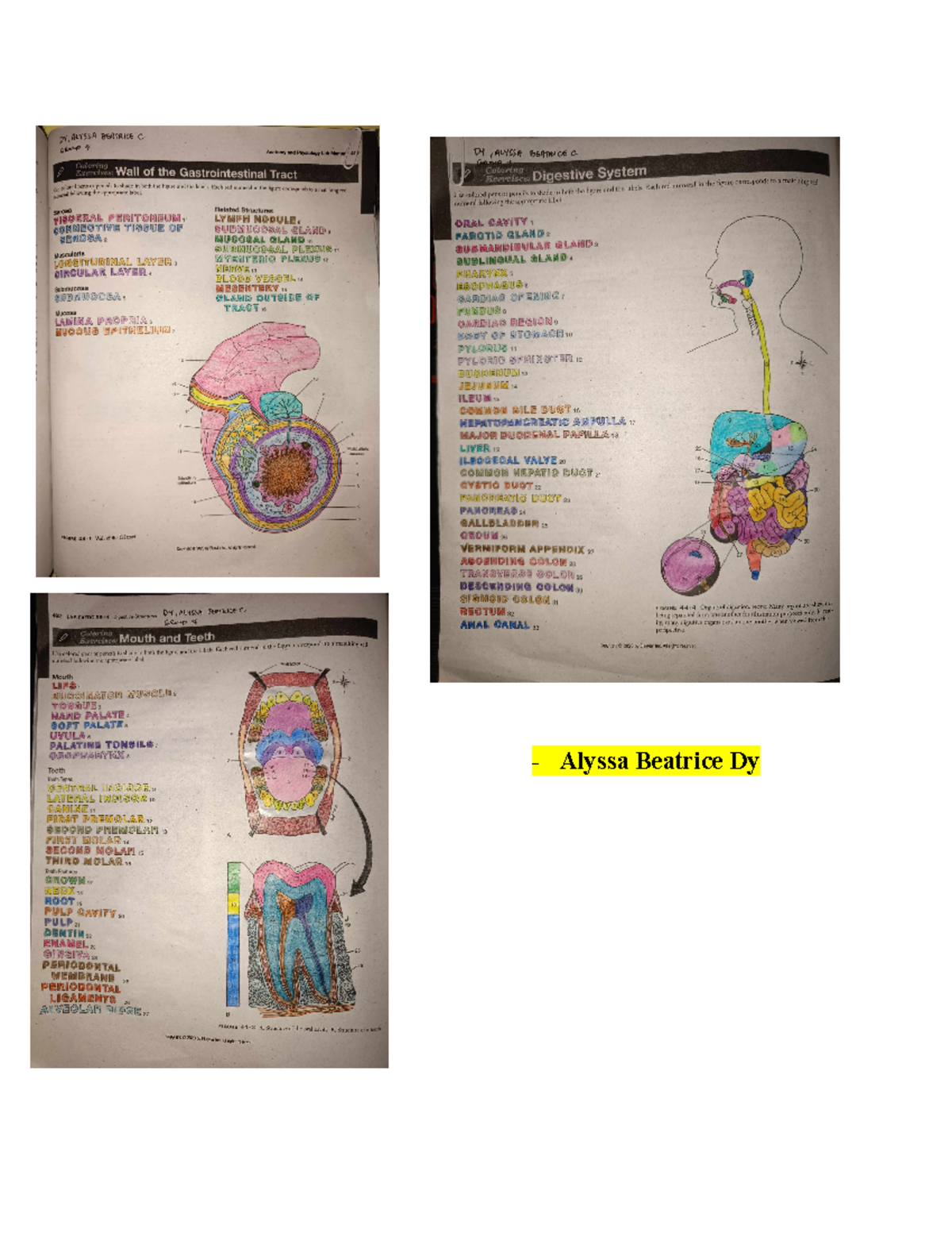 Anaphy - Reviewer - Anatomy and Physiology - Alyssa Beatrice Dy Angel ...