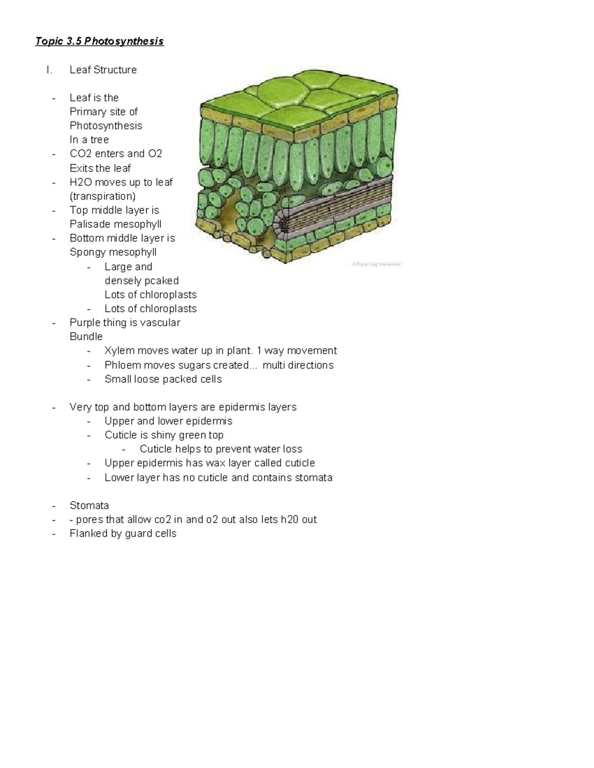 Copy of Photosynthesis and Cell Respiration Notes - Topic 3 ...