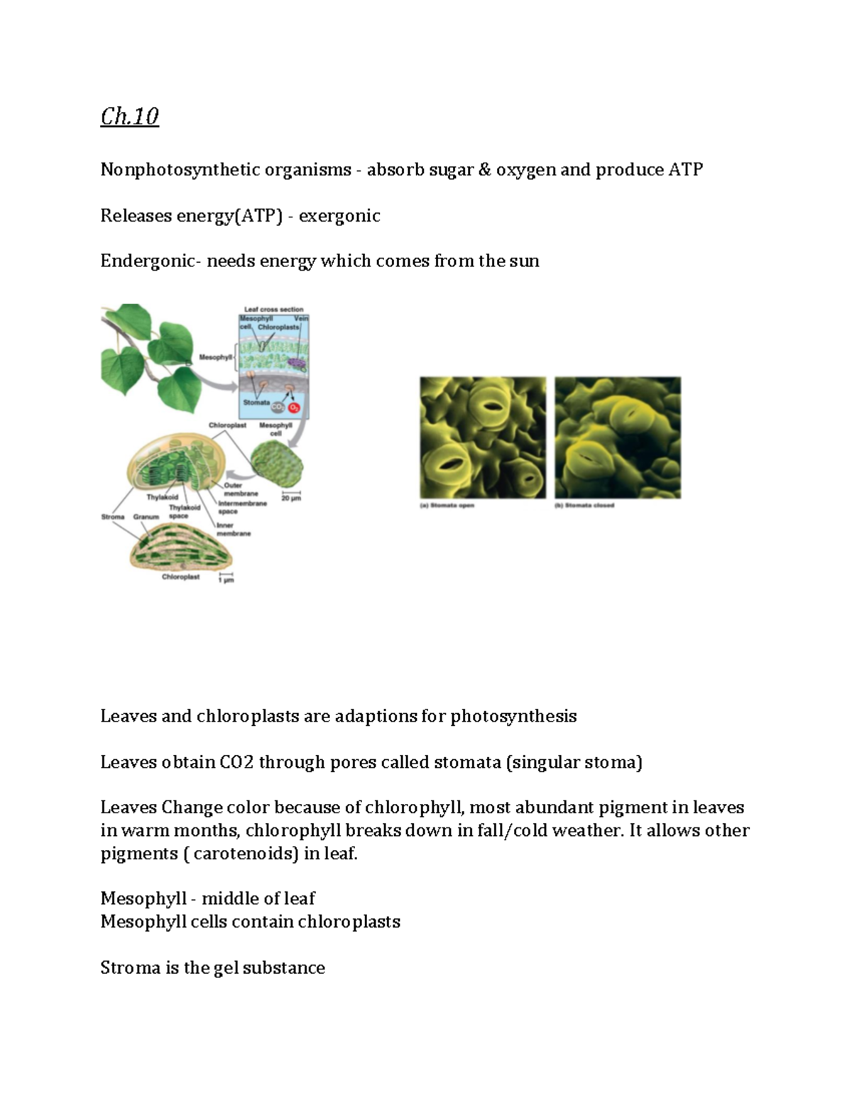 Chapter 10 Bio - From Pearson courses. - Ch. Nonphotosynthetic ...