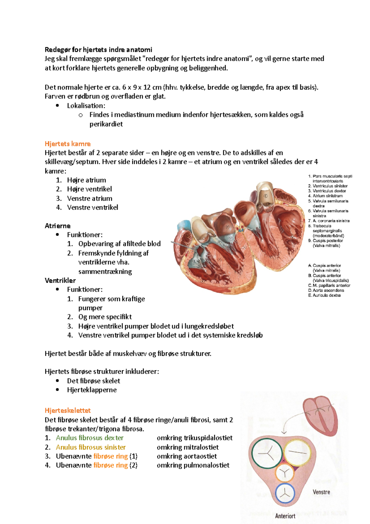 "Redegør for hjertets indre anatomi" - Eksamensspørgsmål besvarelse ...