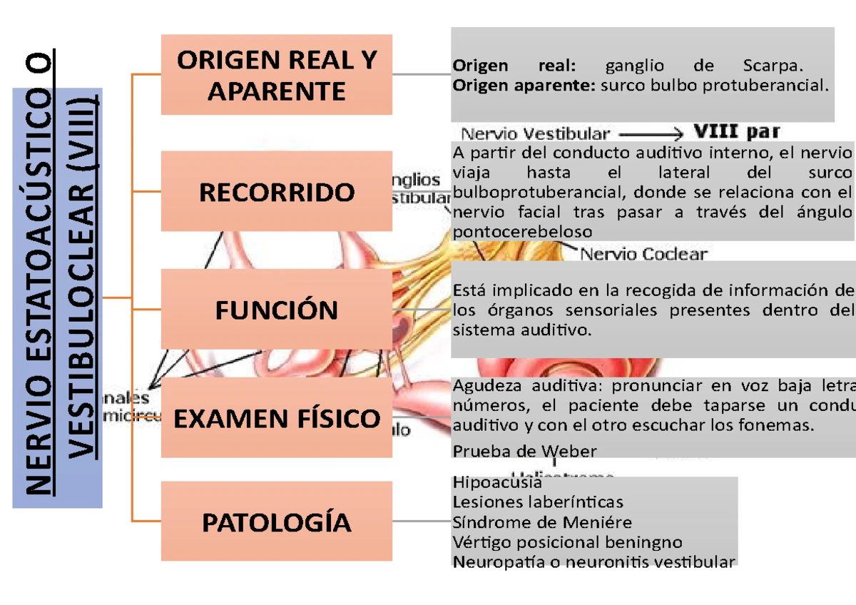 Infografía de Trastornos Mentales - PSICOPATOLOGÍA TRASTORNOS MENTALES ...