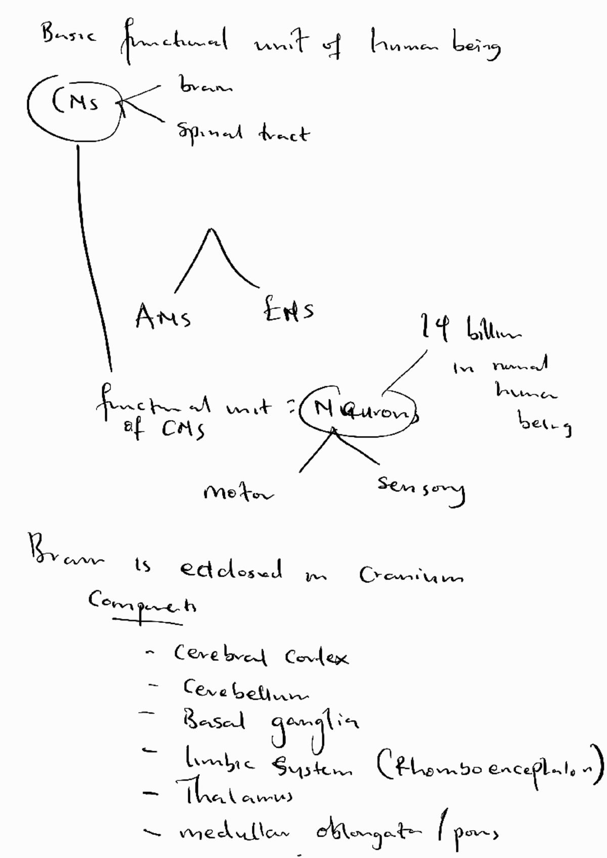 Neurophysiology summary - Human Physiology I - Studocu