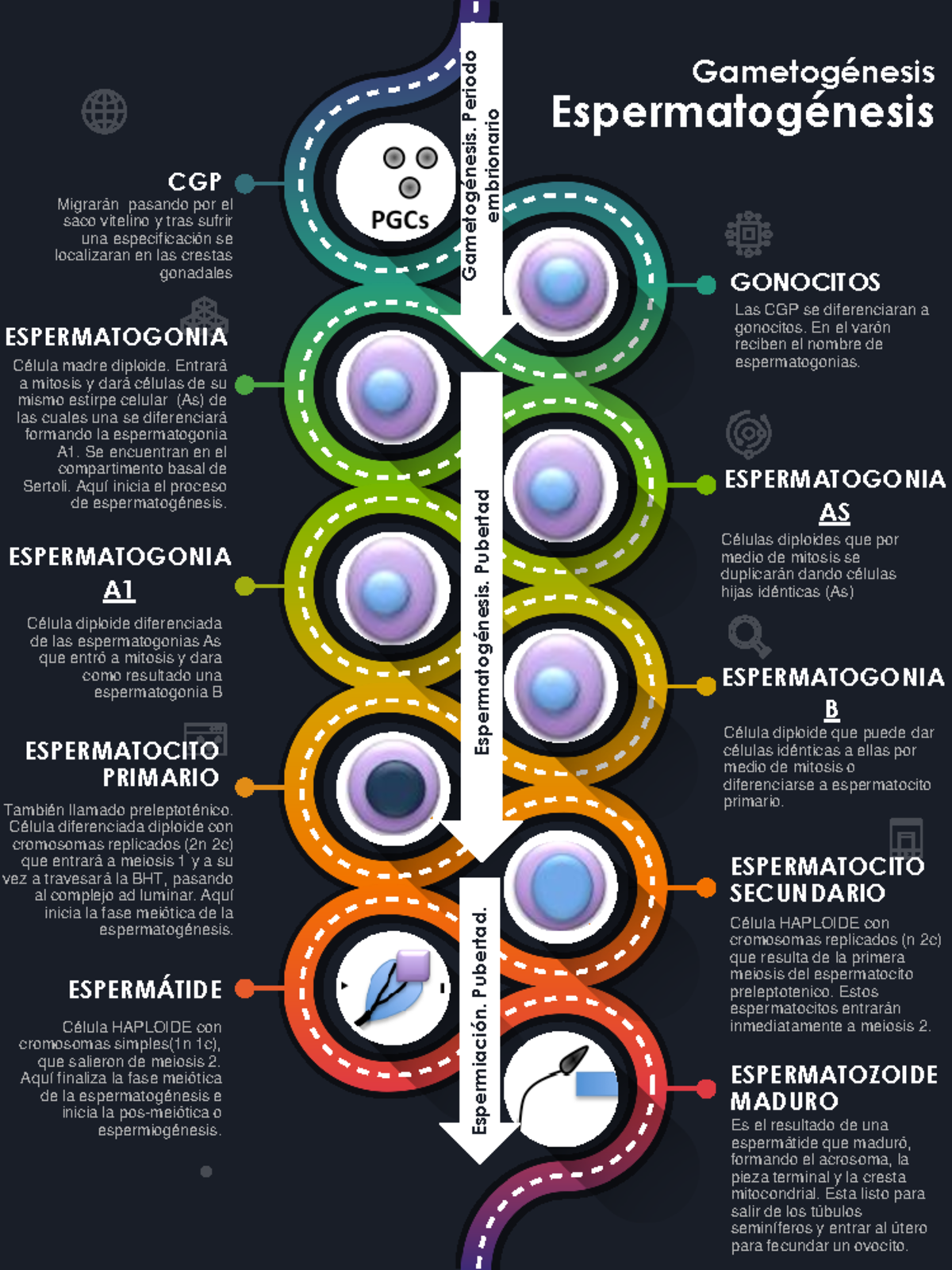 Espermatogenesis - Embriologia Clinica - Gametogénesis Espermatogénesis ...