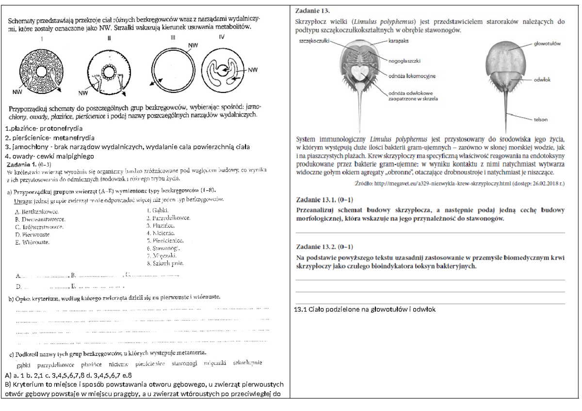 Kopia bezkręgowce całe nowe - 1łazińce- protonefrydia 2. pierścienice ...