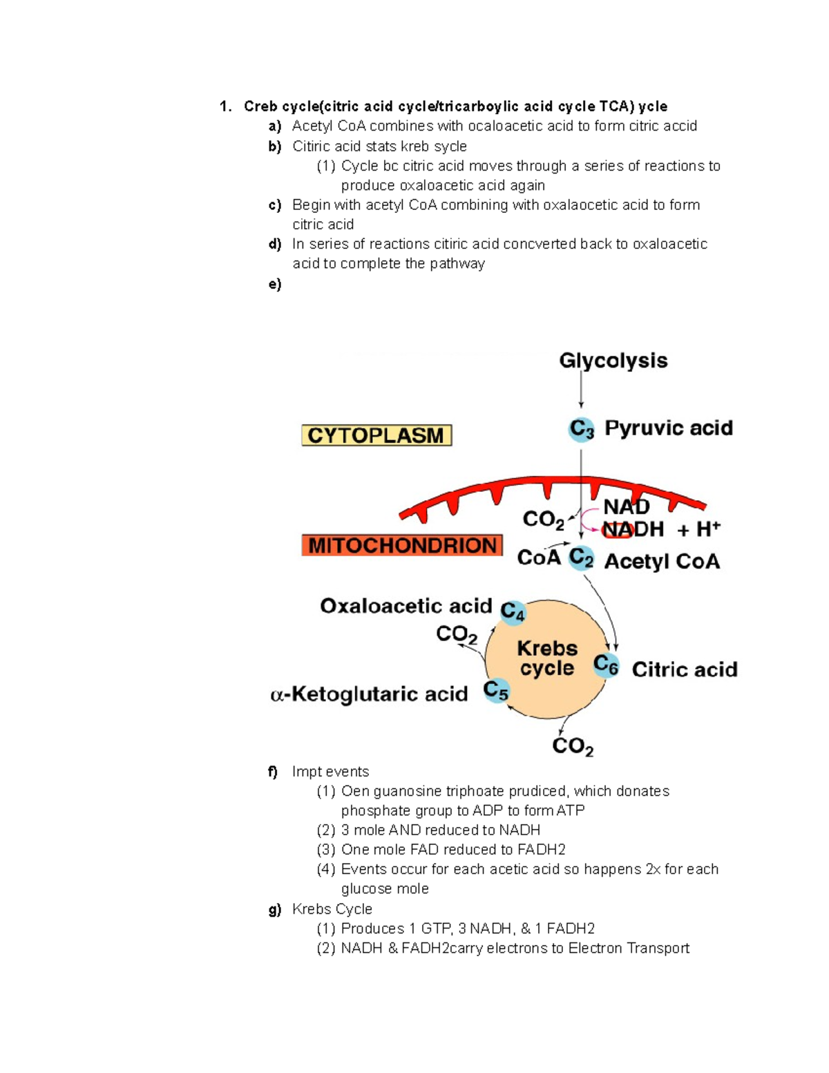Ch 5.6 Cell Respiration and Metabolism - Creb cycle(citric acid cycle ...