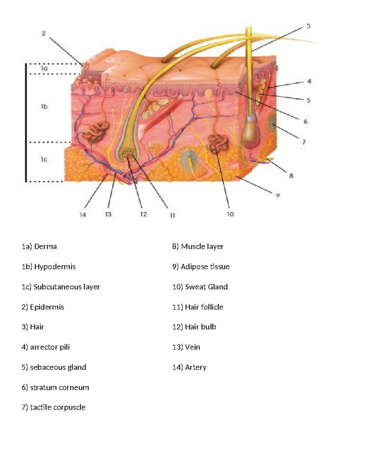 Skin homework a&p - n/a - PN109A - 1a) Derma 8) Muscle layer 1b ...