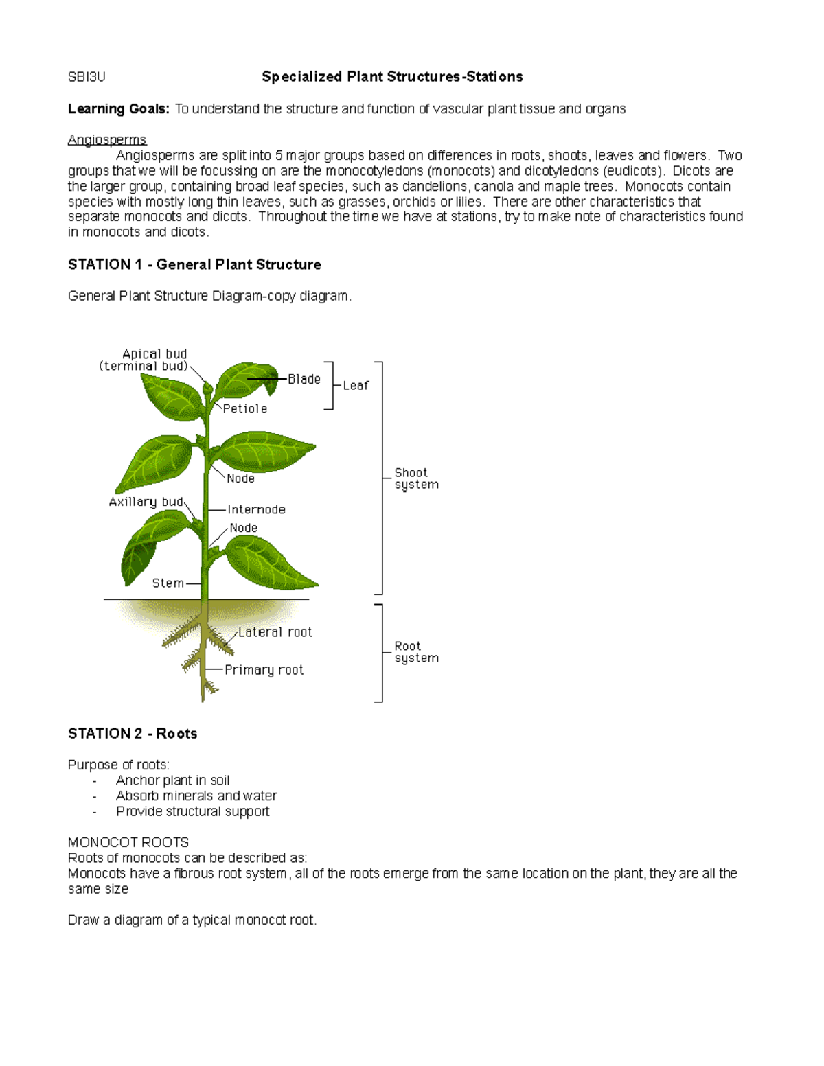 root notes complete - SBI3U Specialized Plant Structures-Stations ...